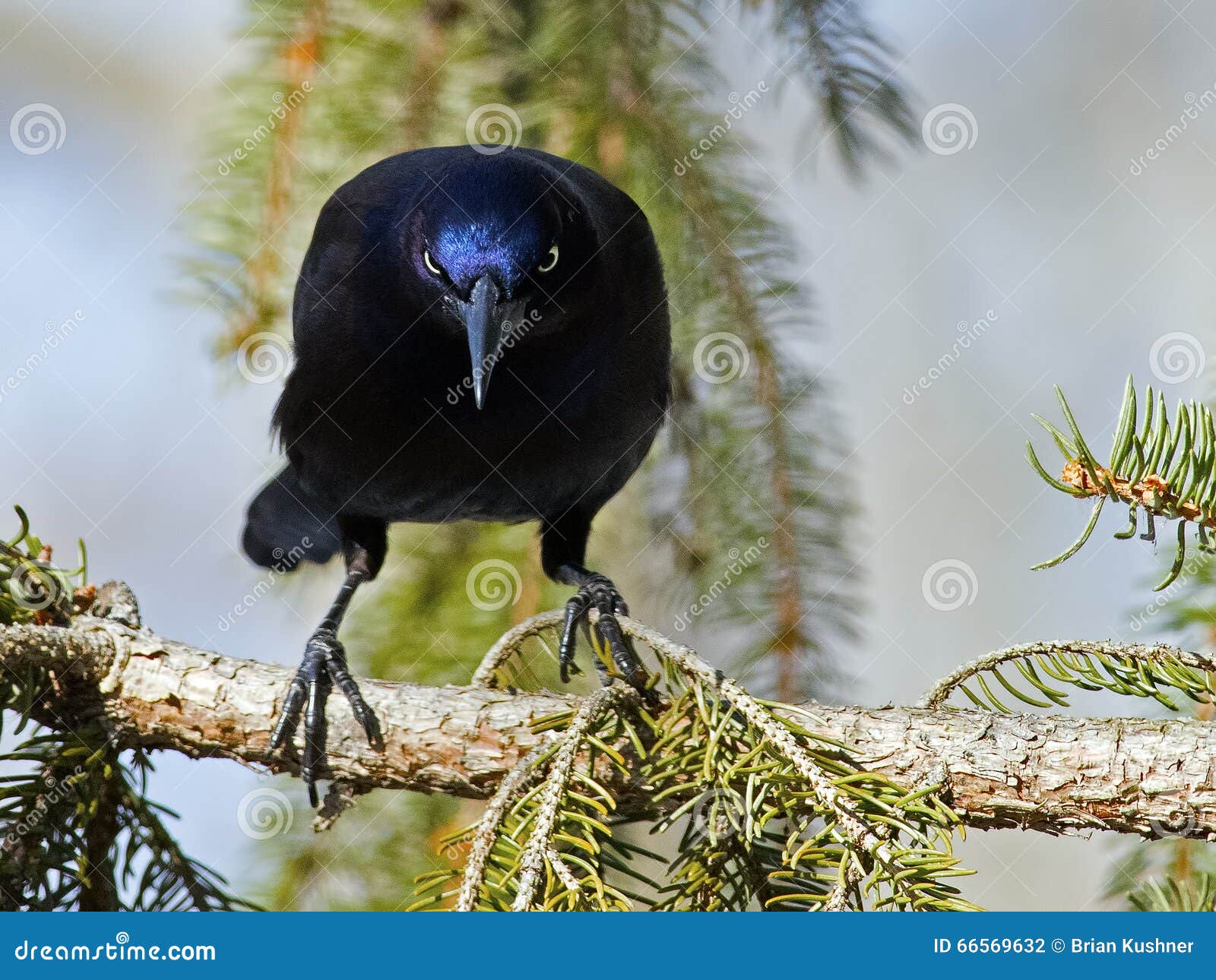 Common Grackle stock photo. Image of avian, crow, tailed - 66569632