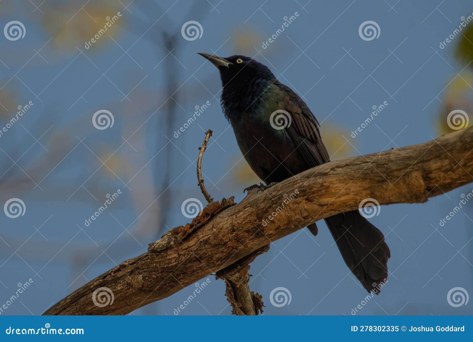 A Common Grackle on a Tree Branch Close Up Stock Image - Image of ...