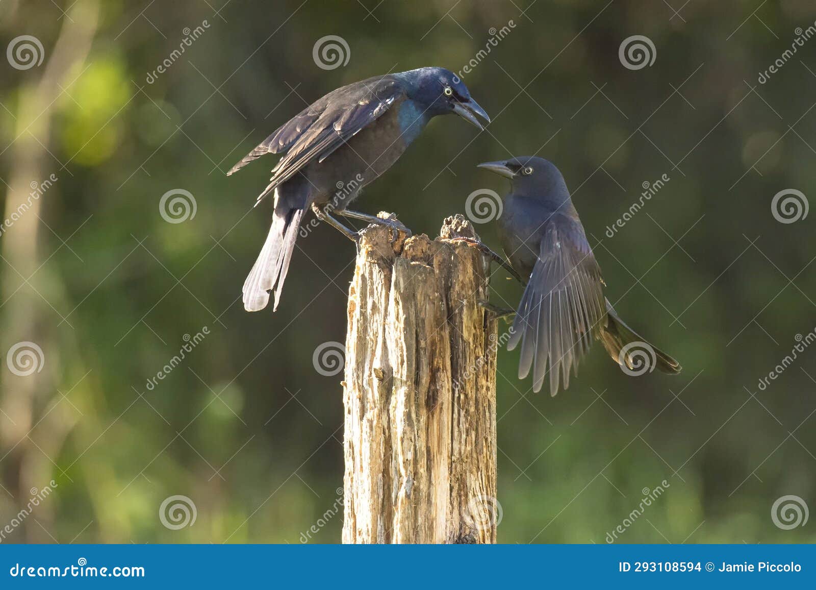 Common Grackles Fighting on a Post in Autumn Stock Photo - Image of ...