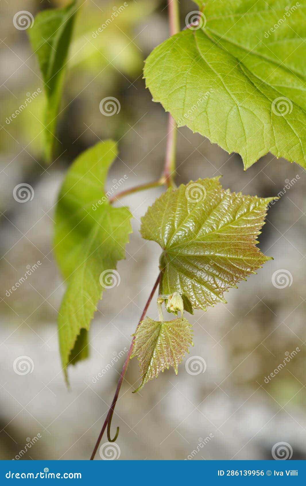 Common grape stock photo. Image of plant, leaves, leaf - 286139956