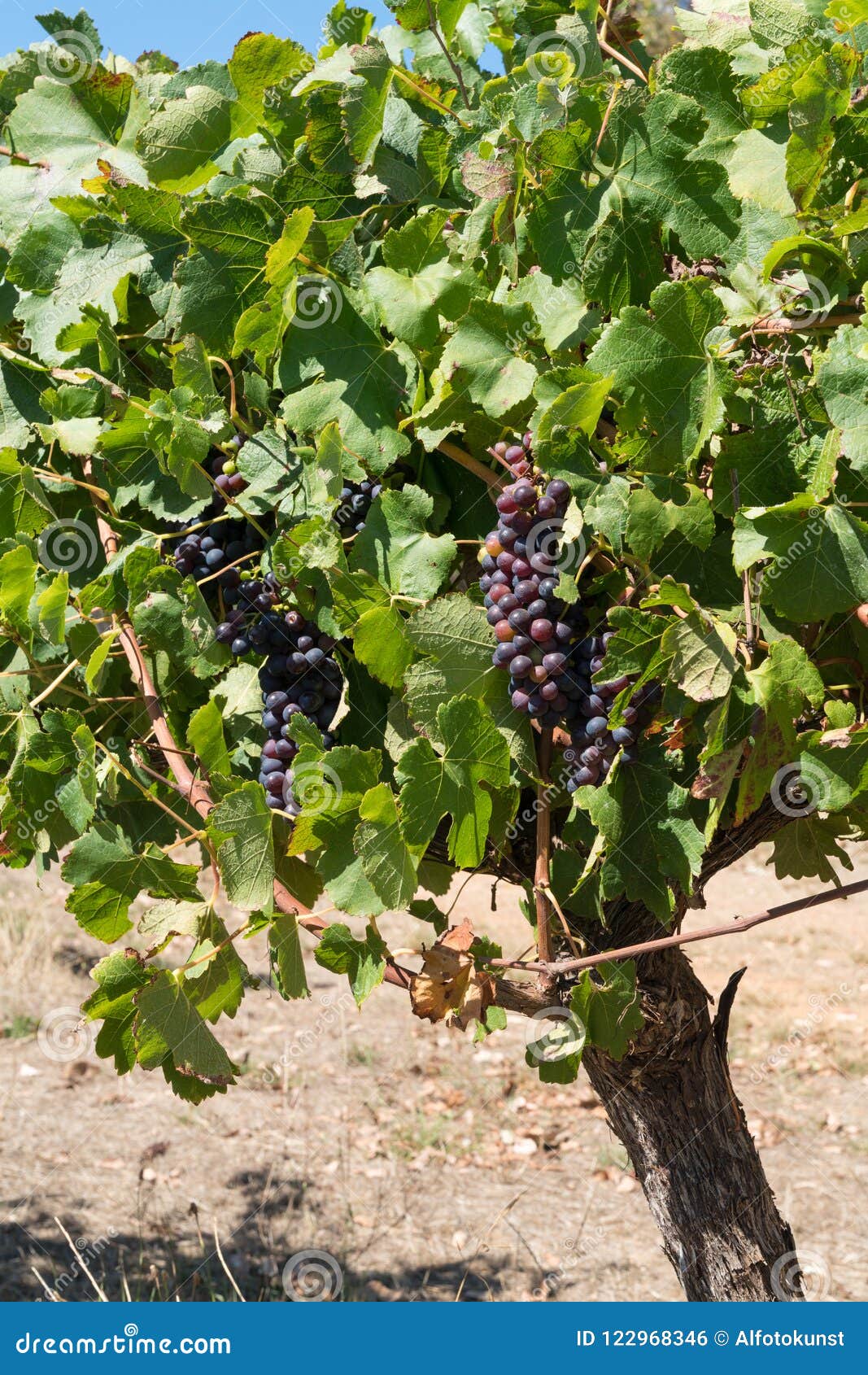 Common Grape Vine, Vitis Vinifera Stock Photo - Image of outdoor, grape ... Common Grape Vine, Vitis Vinifera Stock Photo - Image of outdoor, grape ...