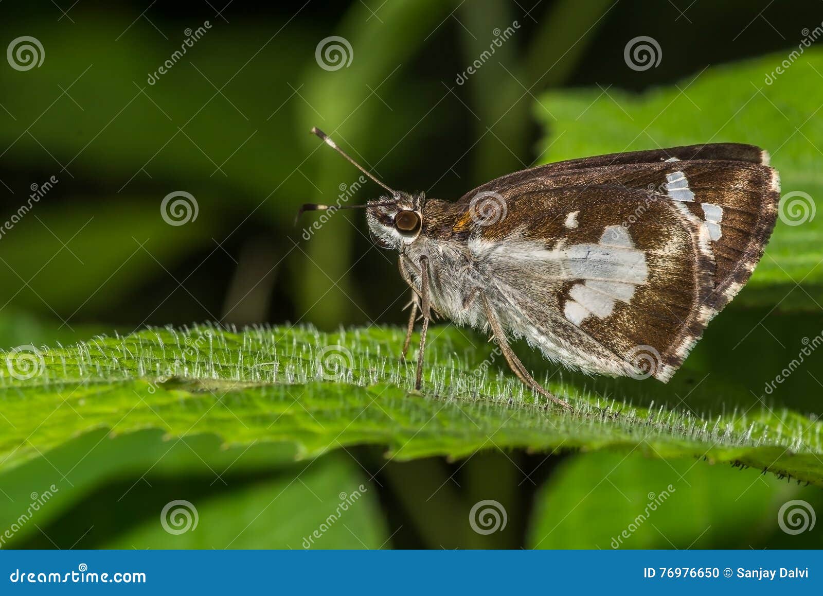 Common Grass Demon Butterfly Stock Photo - Image of white, moth: 76976650