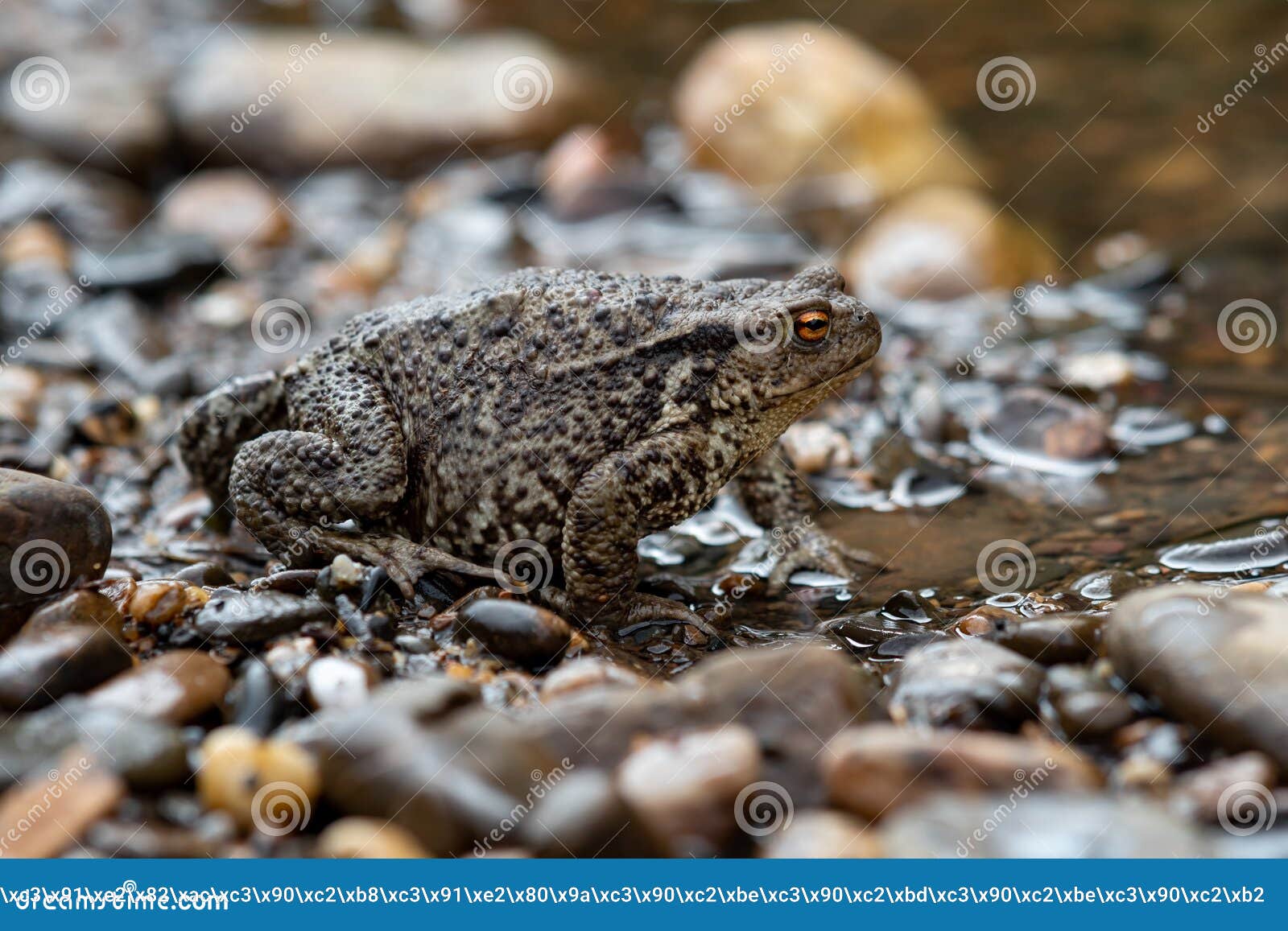 Common Gray Toad on the Water Close-up Stock Photo - Image of ...