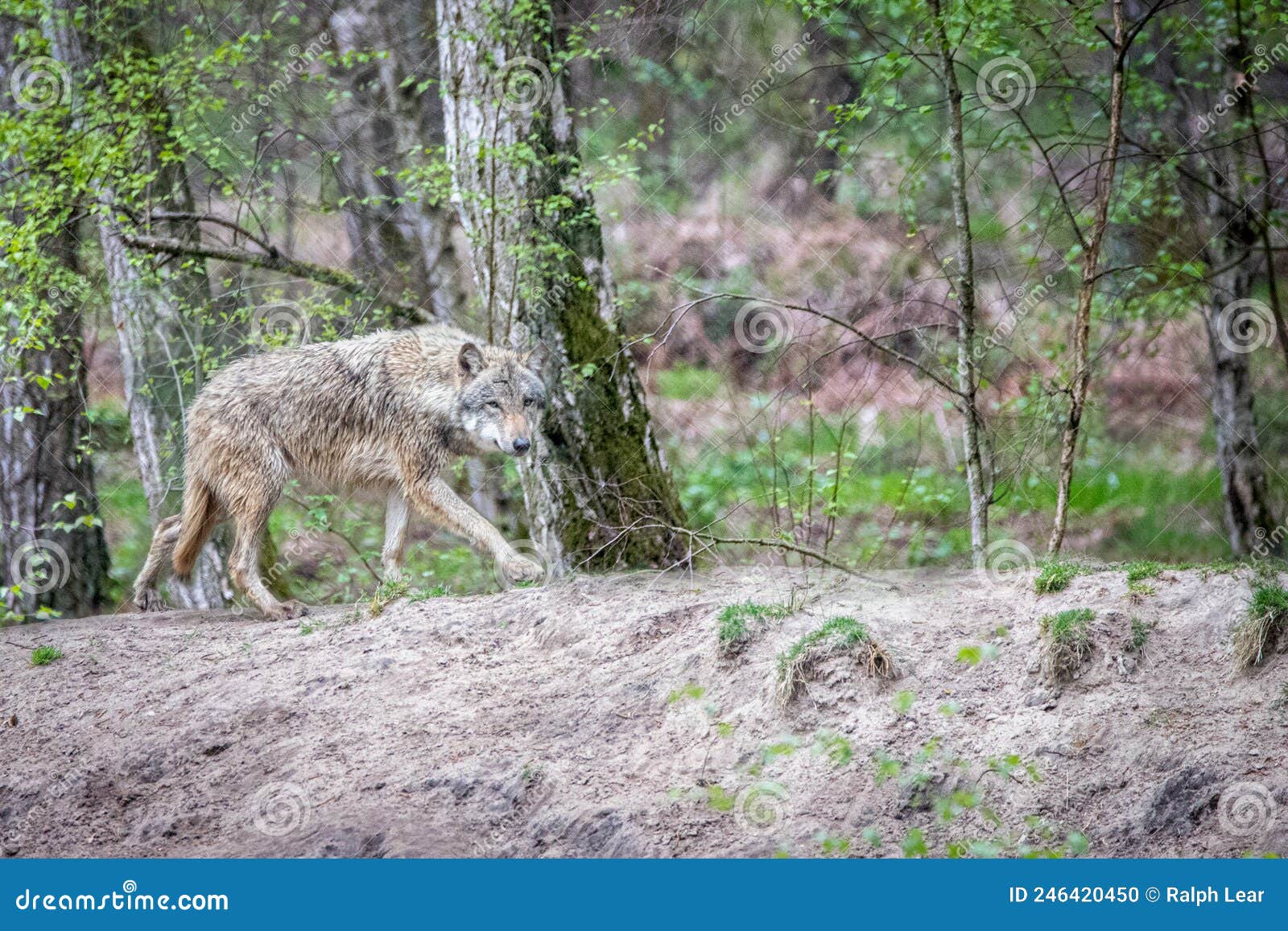 A Common Gray Wolf Walking through the Forest Stock Photo - Image of ...