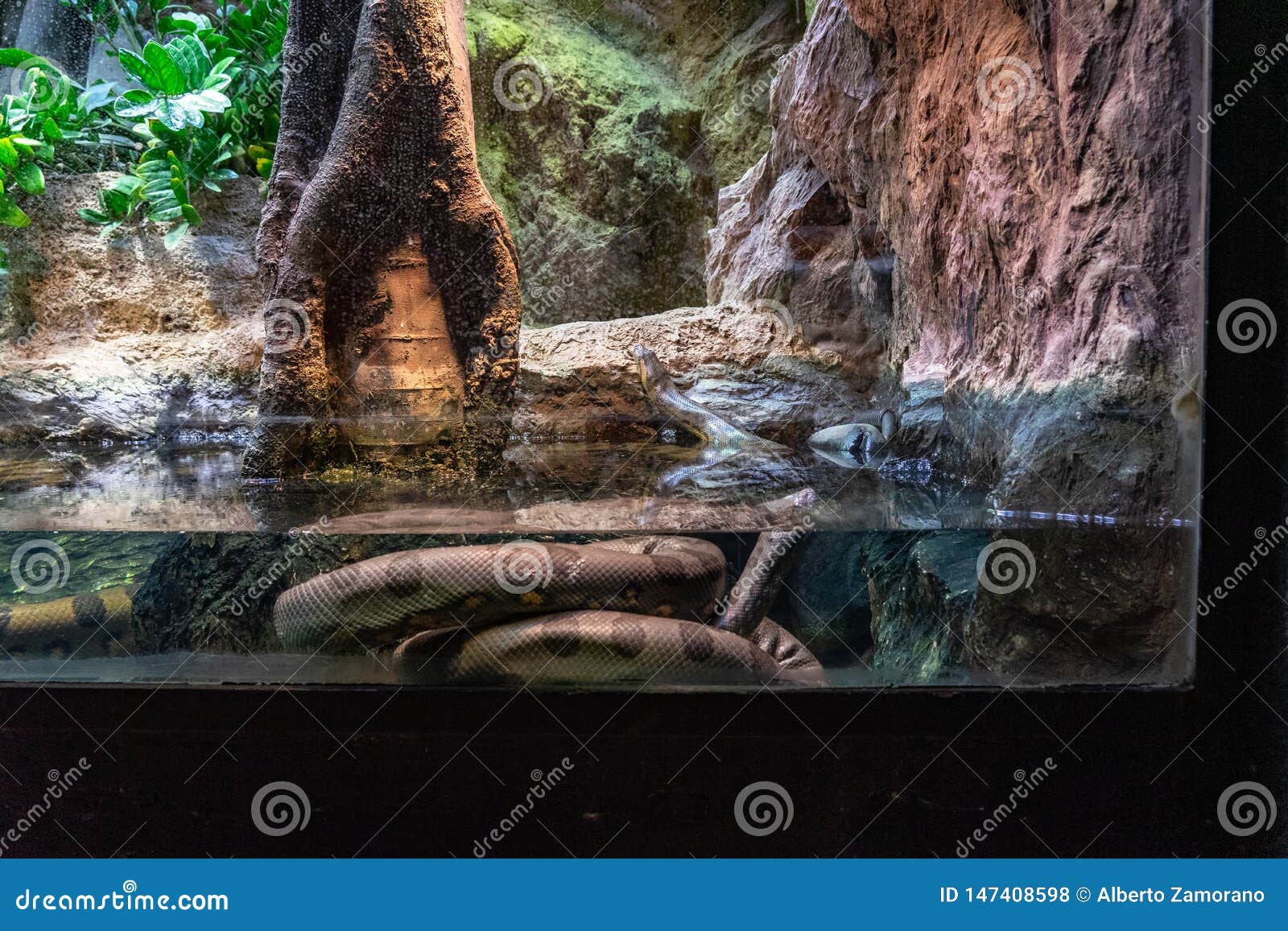 The Green Anaconda Eunectes Murinus, Also Known As Common Anaconda Or ...