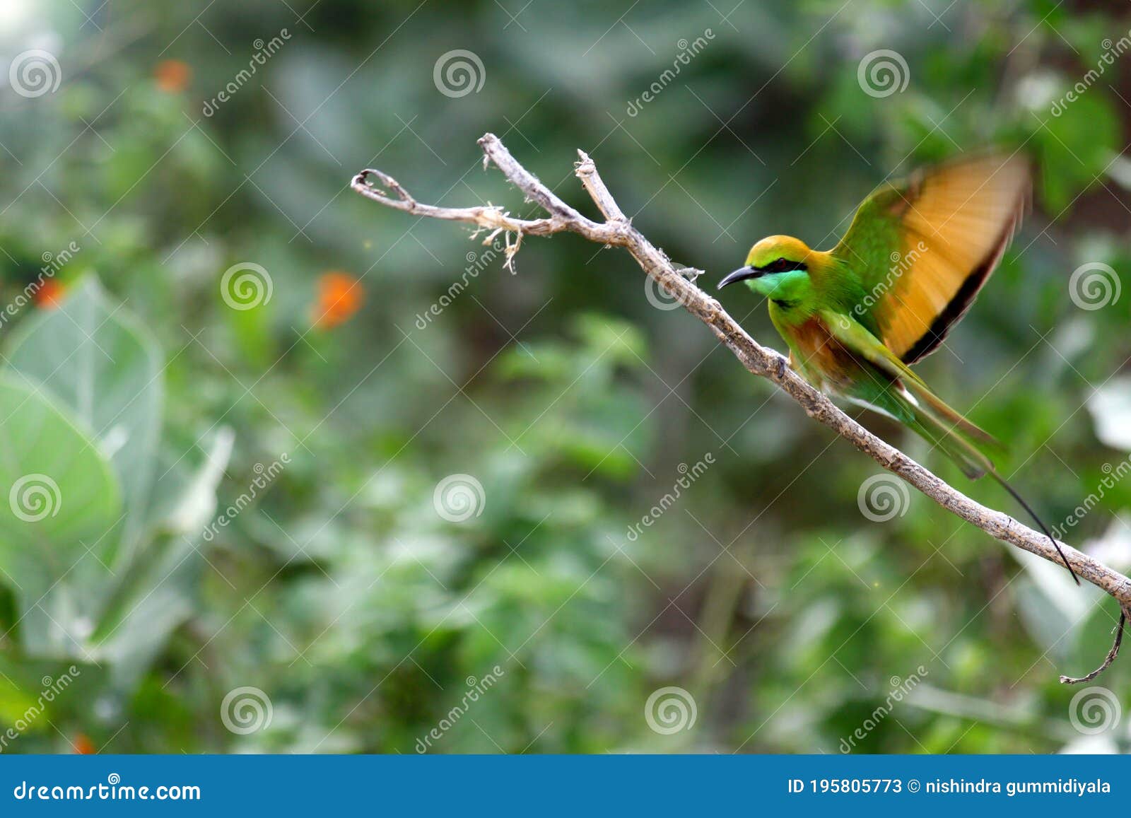Common Bee-eater, Merops Apiaster. Bird Spread Its Wings Stock ...