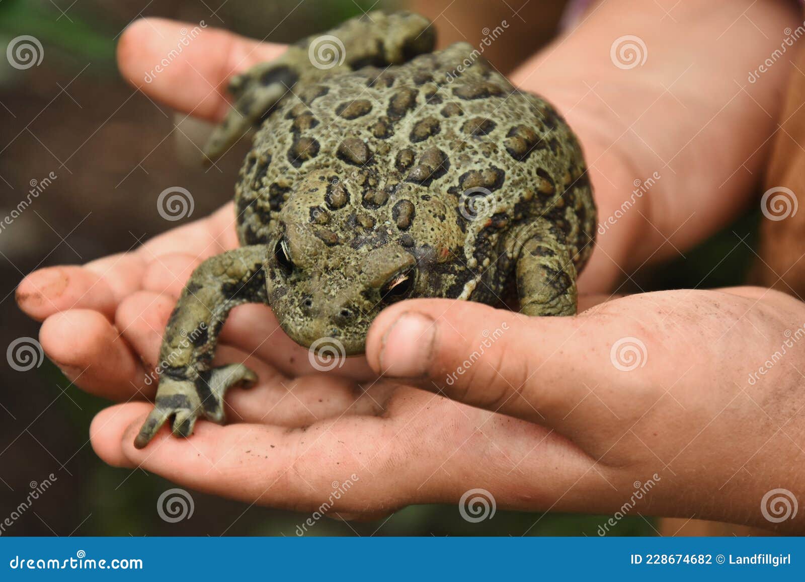 Common Green and Black Toad Close Up Stock Photo - Image of macro ...