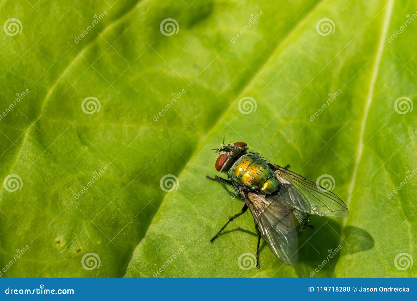Common Green Bottle Fly stock photo. Image of beneficial - 119718280