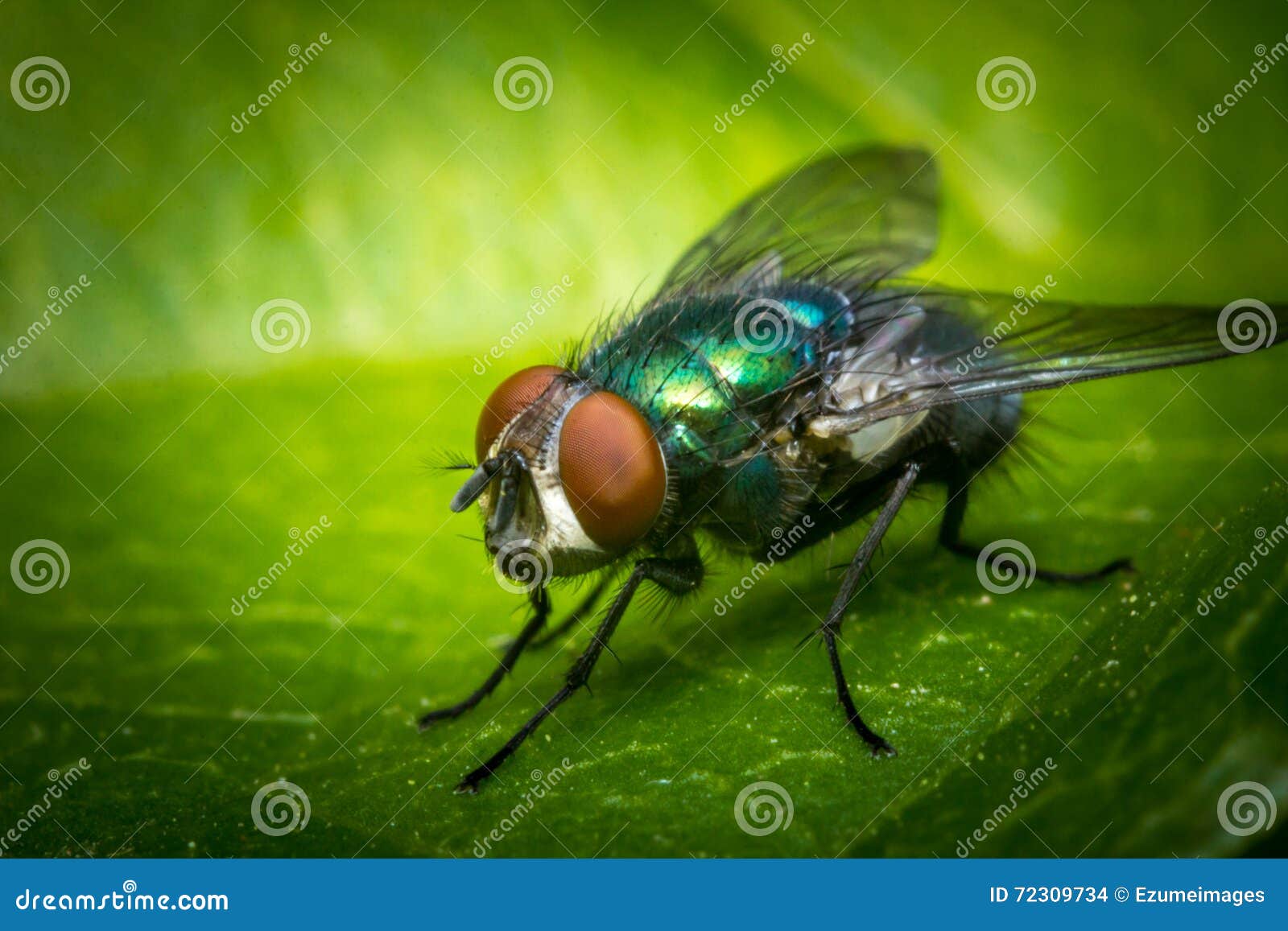 Common Green Bottle Fly stock photo. Image of pest, macro - 72309734