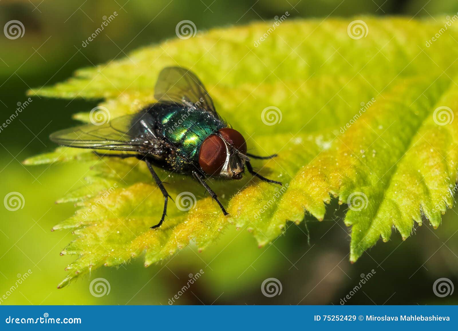 Common Green Bottle Fly on a Leaf Stock Image - Image of common, close ...