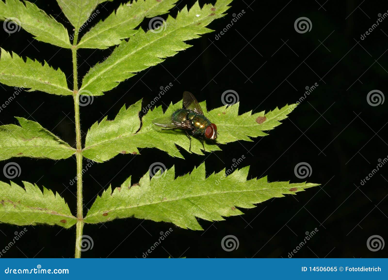 Common Green Bottle Fly (Lucilia Sericata) Stock Image - Image of ...