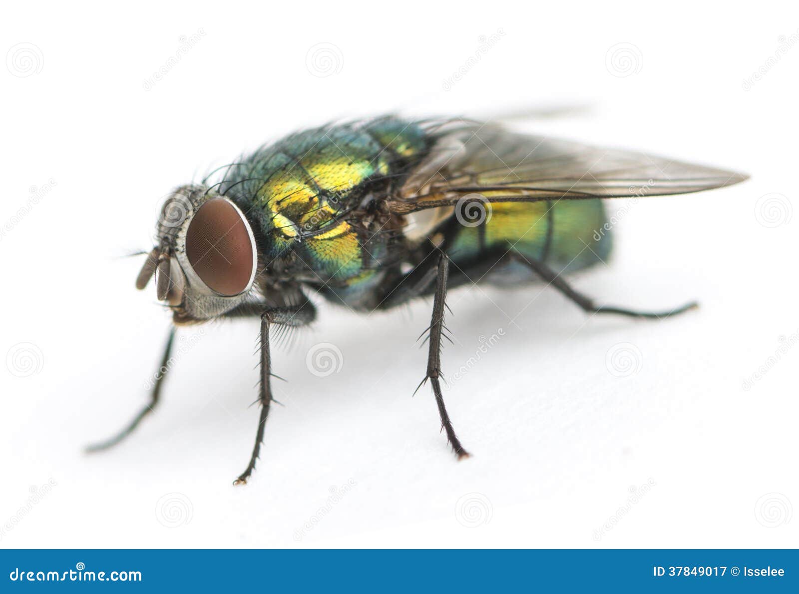 Common Green Bottle Fly, Phaenicia Sericata, Isolated Stock Image ...