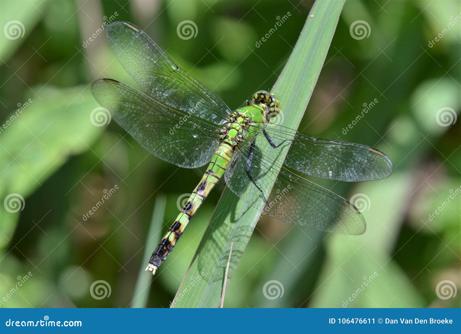 Common Green Darner Dragonfly Stock Image - Image of insect, fauna ...