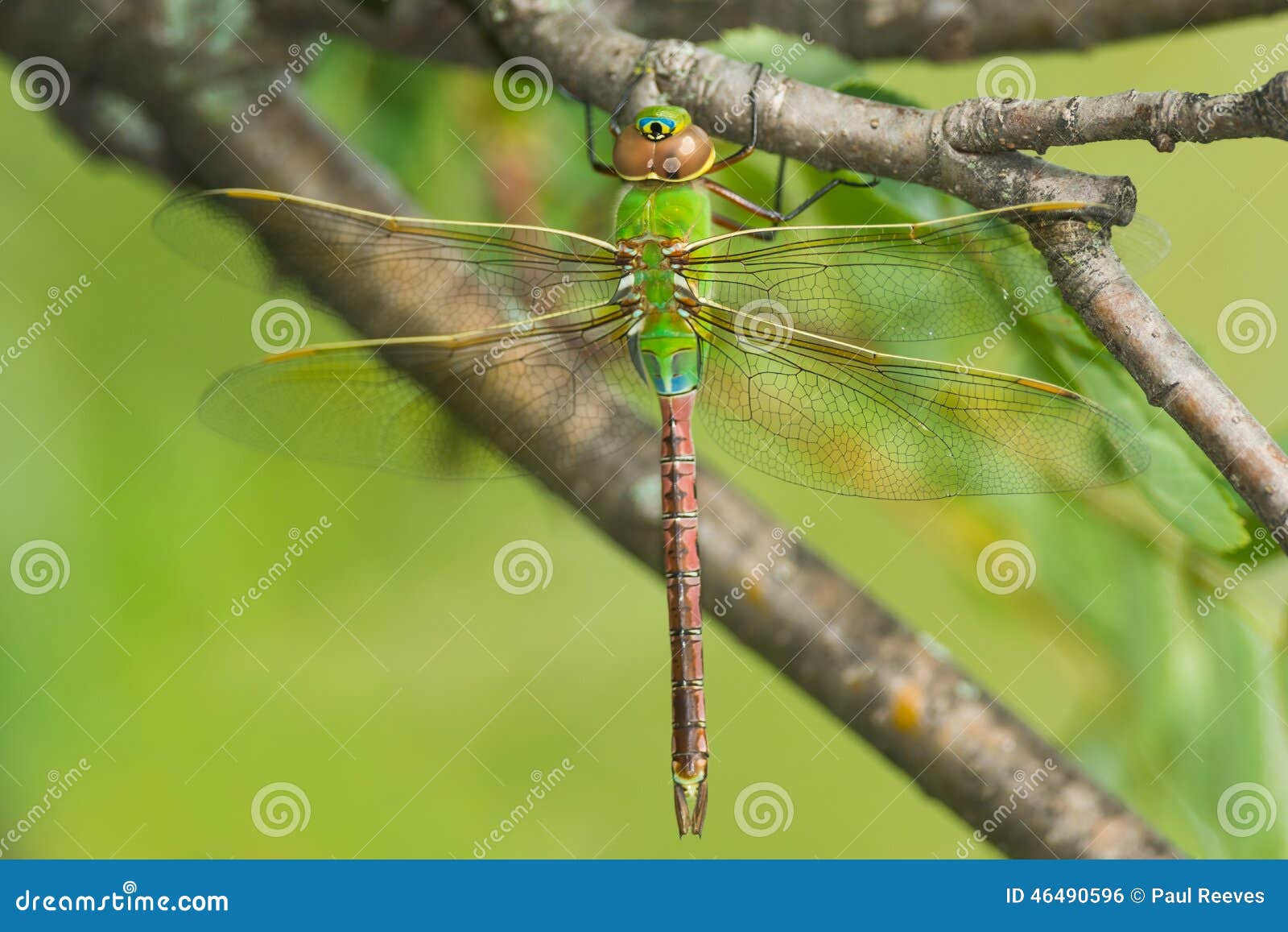 Common Green Darner Dragonfly - Anax Junius Stock Photo - Image of ...