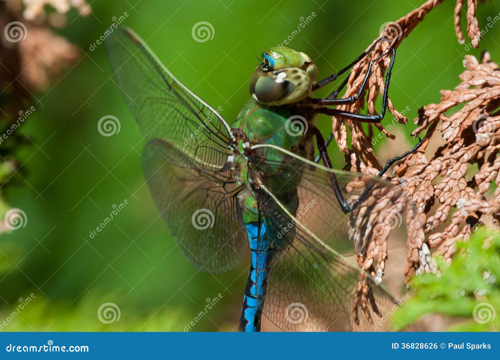 Common Green Darner stock photo. Image of odonata, backyard - 36828626