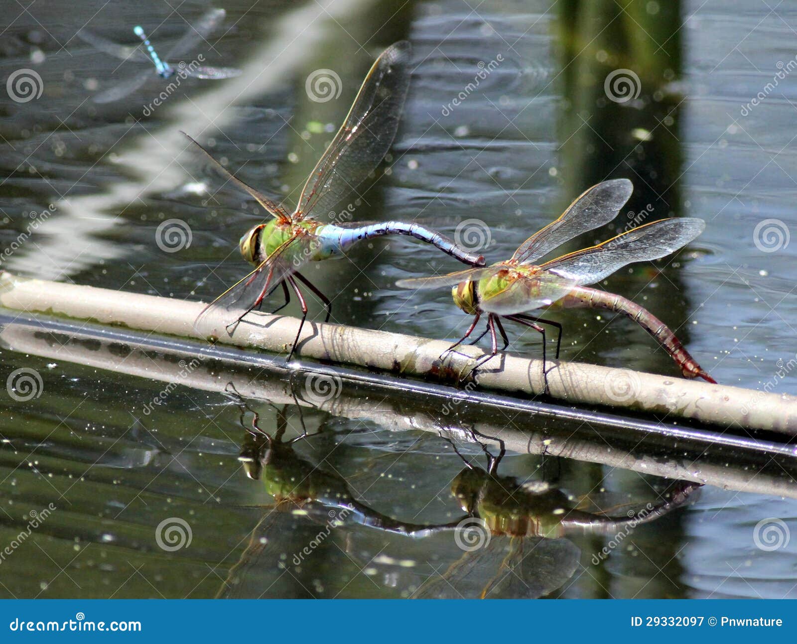 Common Green Darners Together Stock Images by Megapixl