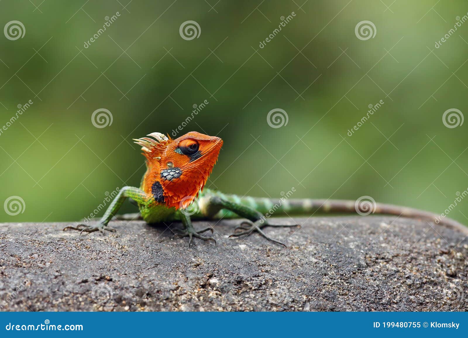 The Common Green Forest Lizard Calotes Calotes Sitting on the Stone. a ...