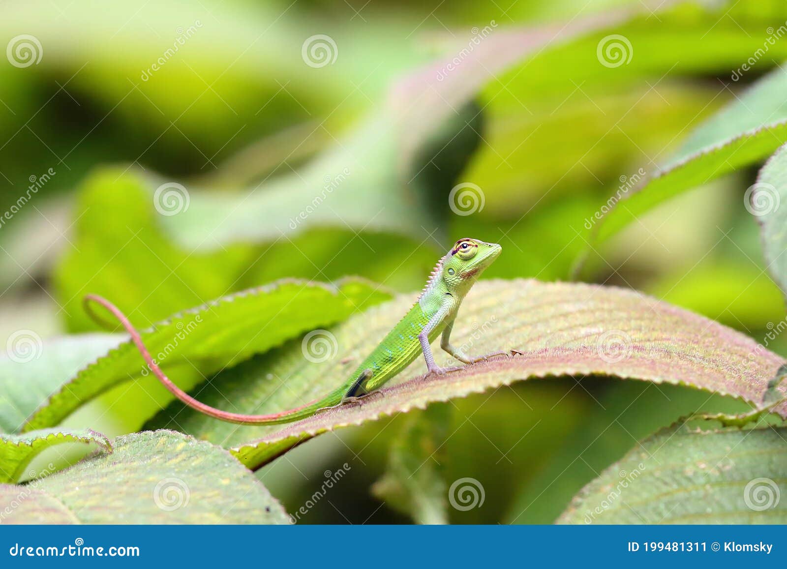 The Common Green Forest Lizard Calotes Calotes , Young on the Leaf ...