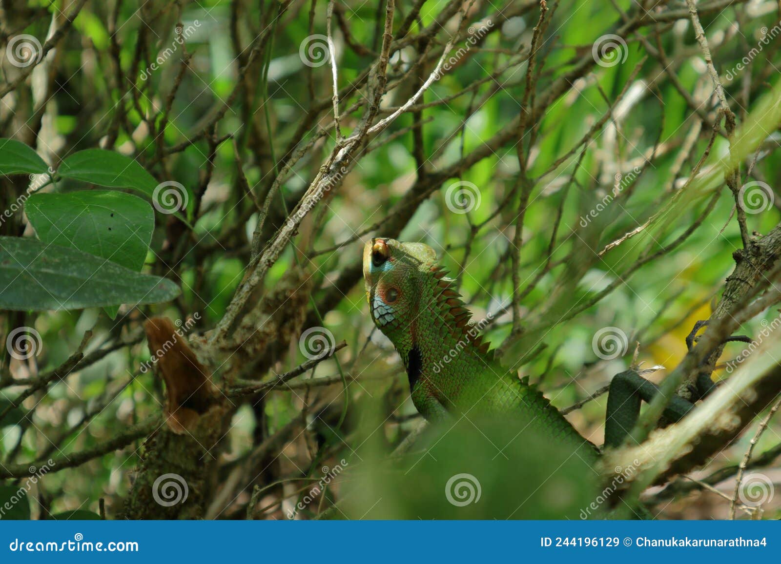 A Common Green Forest Lizard Looking at a Prey on Top of a Tree Twig ...