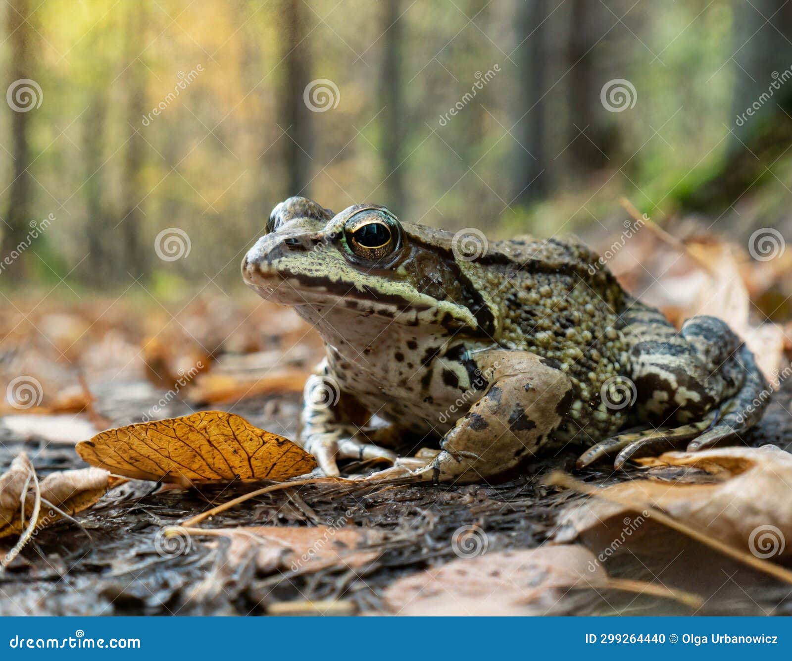 Common Green Frog in the Forest, Blurry Background, Wildlife Stock ...