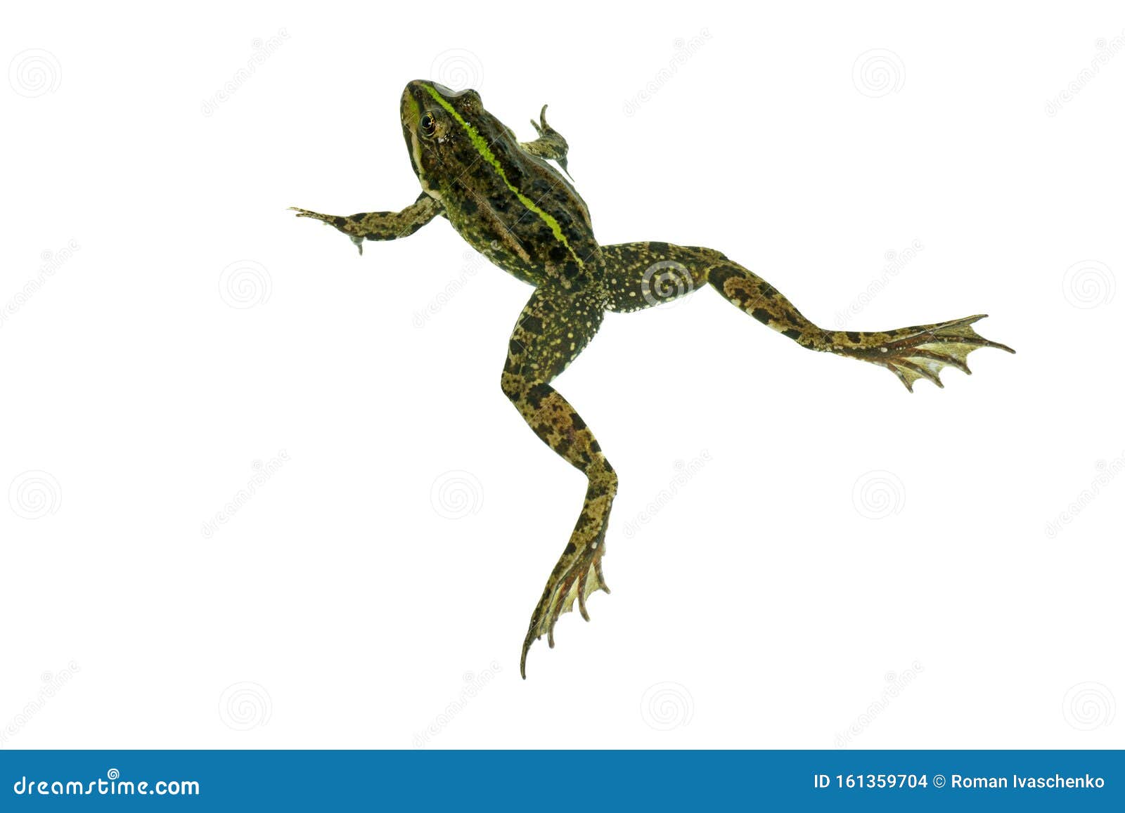 Common Green Frog Isolated on White . View from Above Stock Photo ...