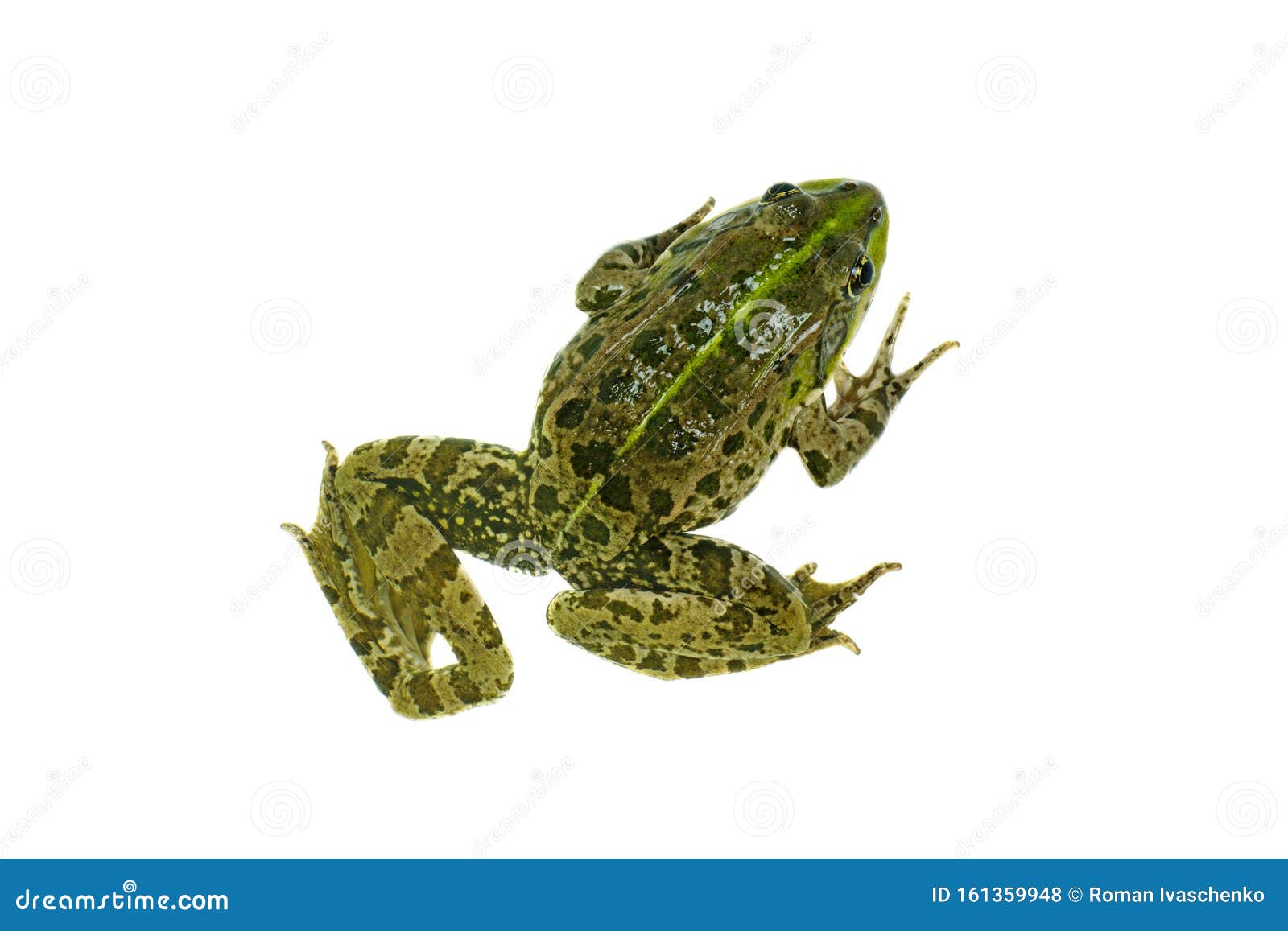 Common Green Frog Isolated on White Background. View from Above Stock ...