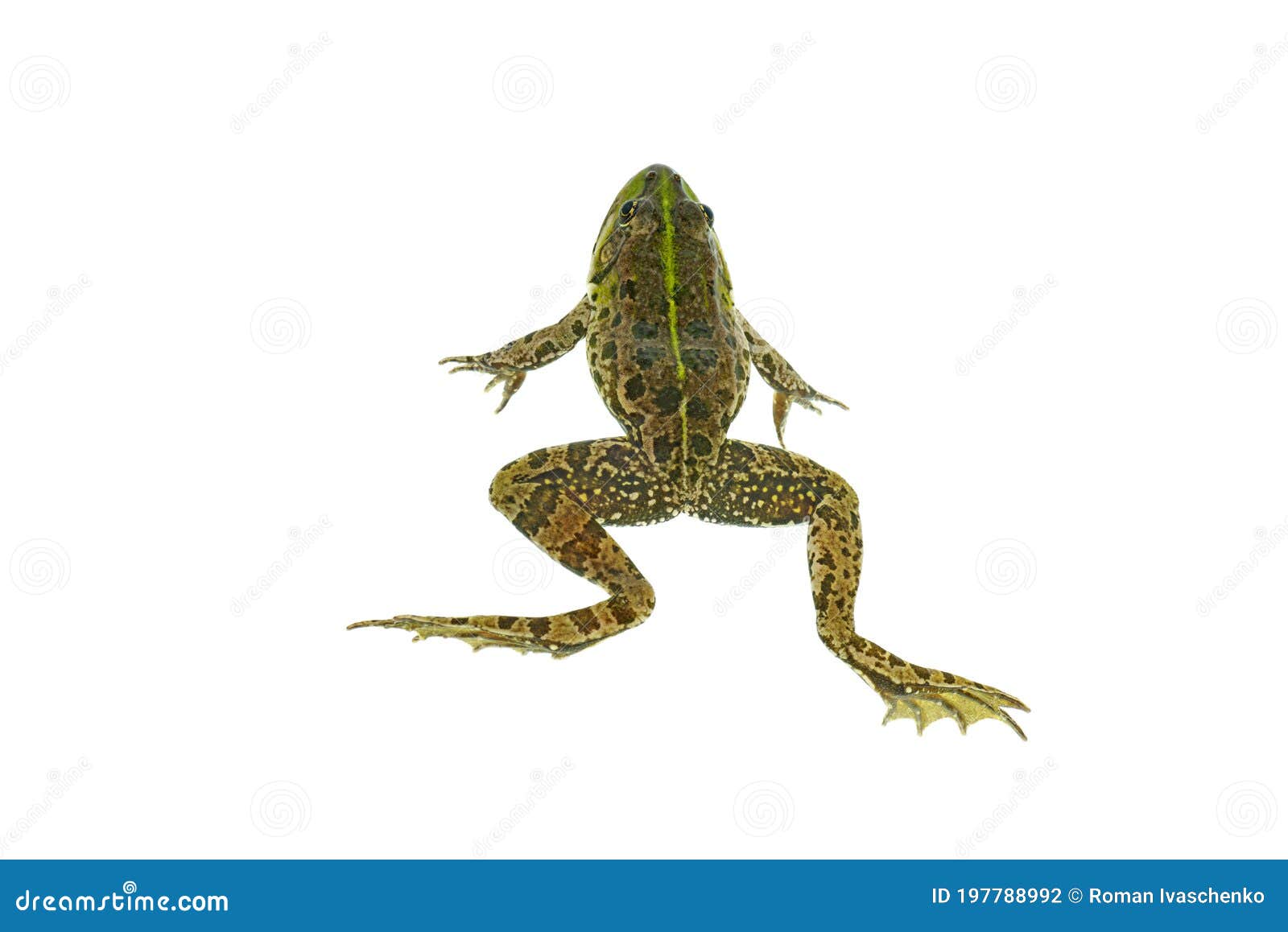 Common Green Frog Isolated on White . View from Above Stock Photo ...