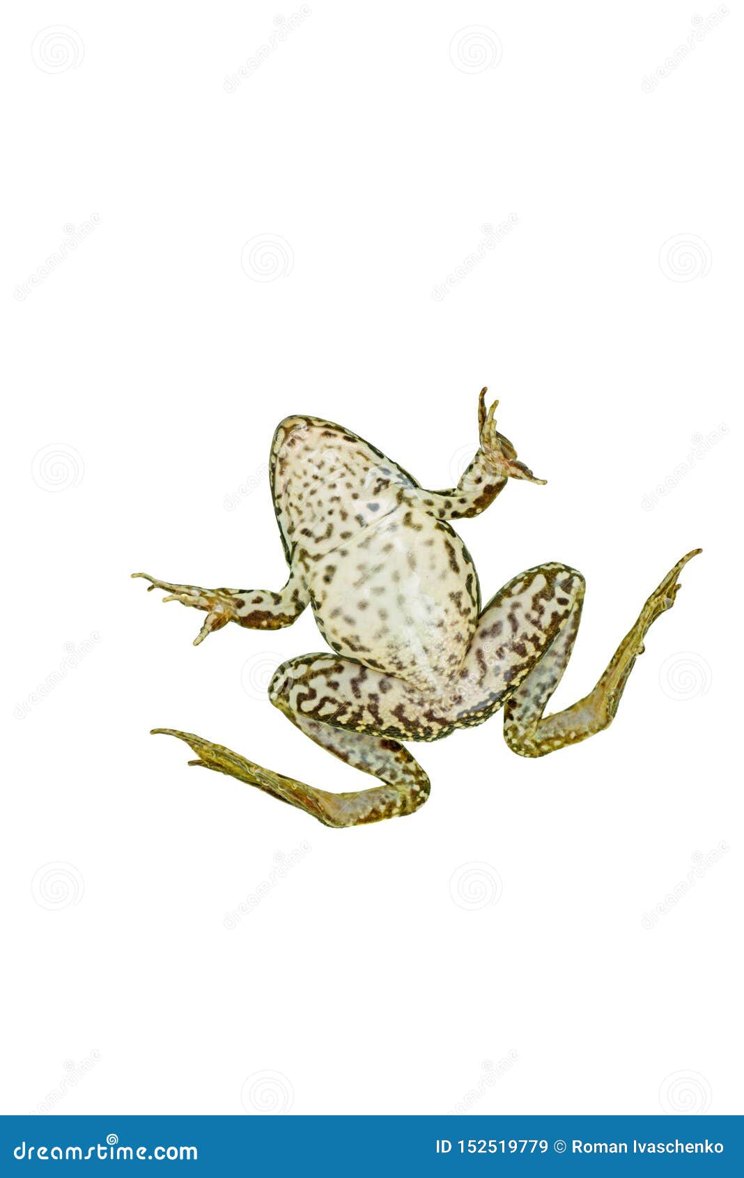 Common Green Frog Isolated on White Background. View from Below Stock ...