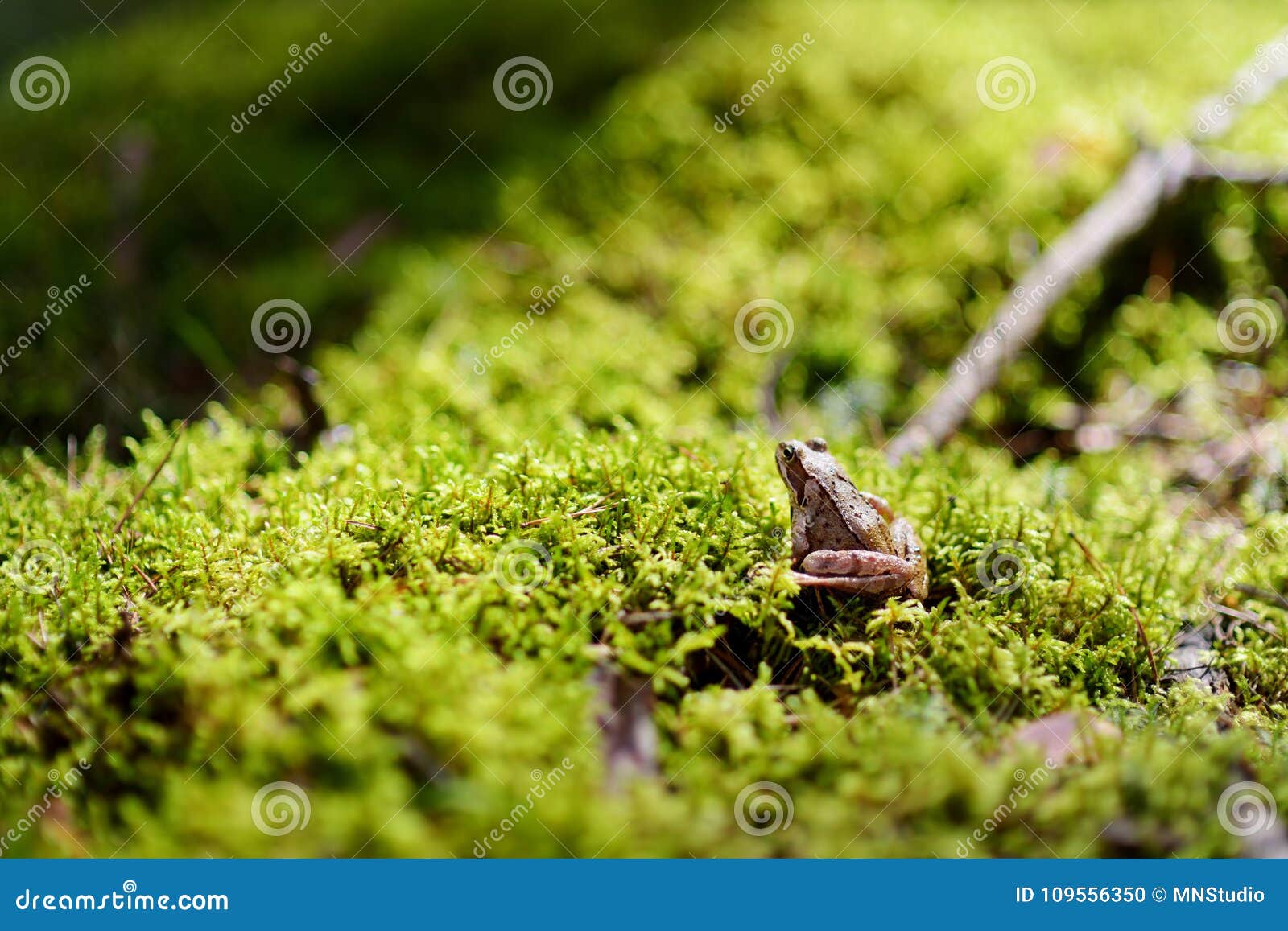 Common Green Frog on a Moss in Forest Stock Photo - Image of pond ...