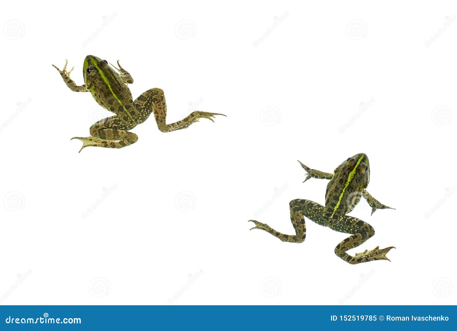 Common Green Frogs Isolated on White Background. View from Above Stock ...
