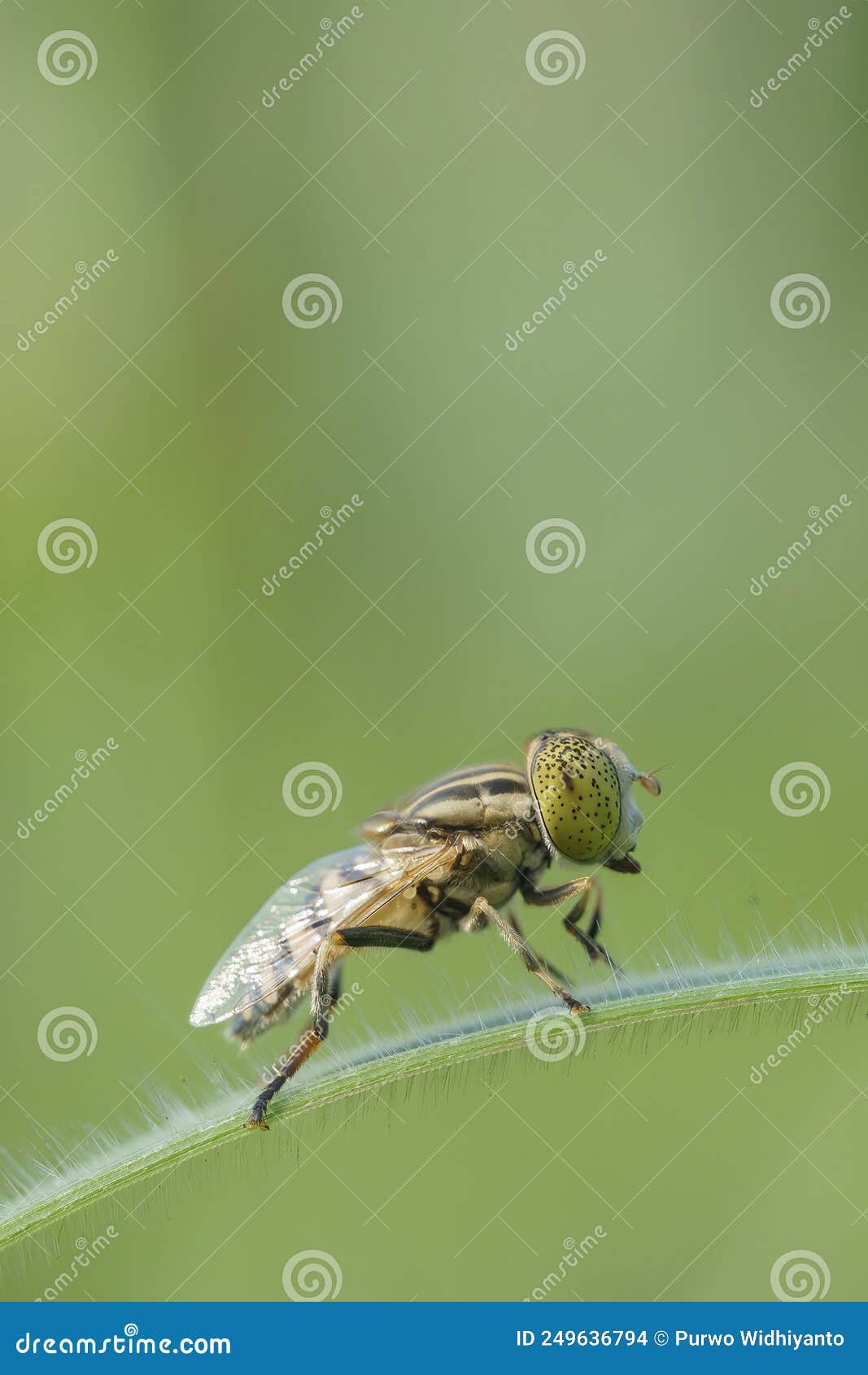 Fruit Fly Hanging in the Grass Stock Photo - Image of grass, green ...