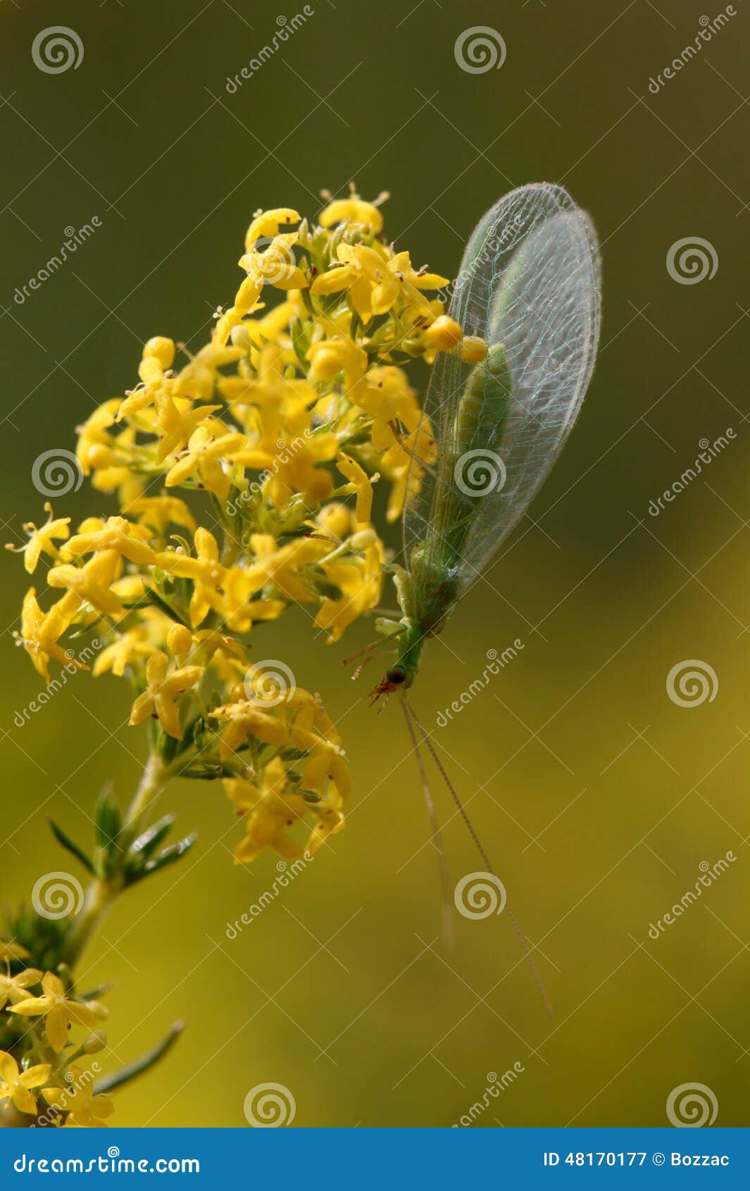 Common green lacewing stock image. Image of tiny, macro - 48170177