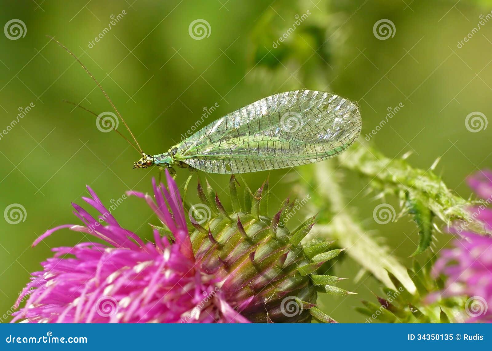 Two Common Green Shield Bugs, Shieldbugs, Palomena Prasina Or Stink Bug ...
