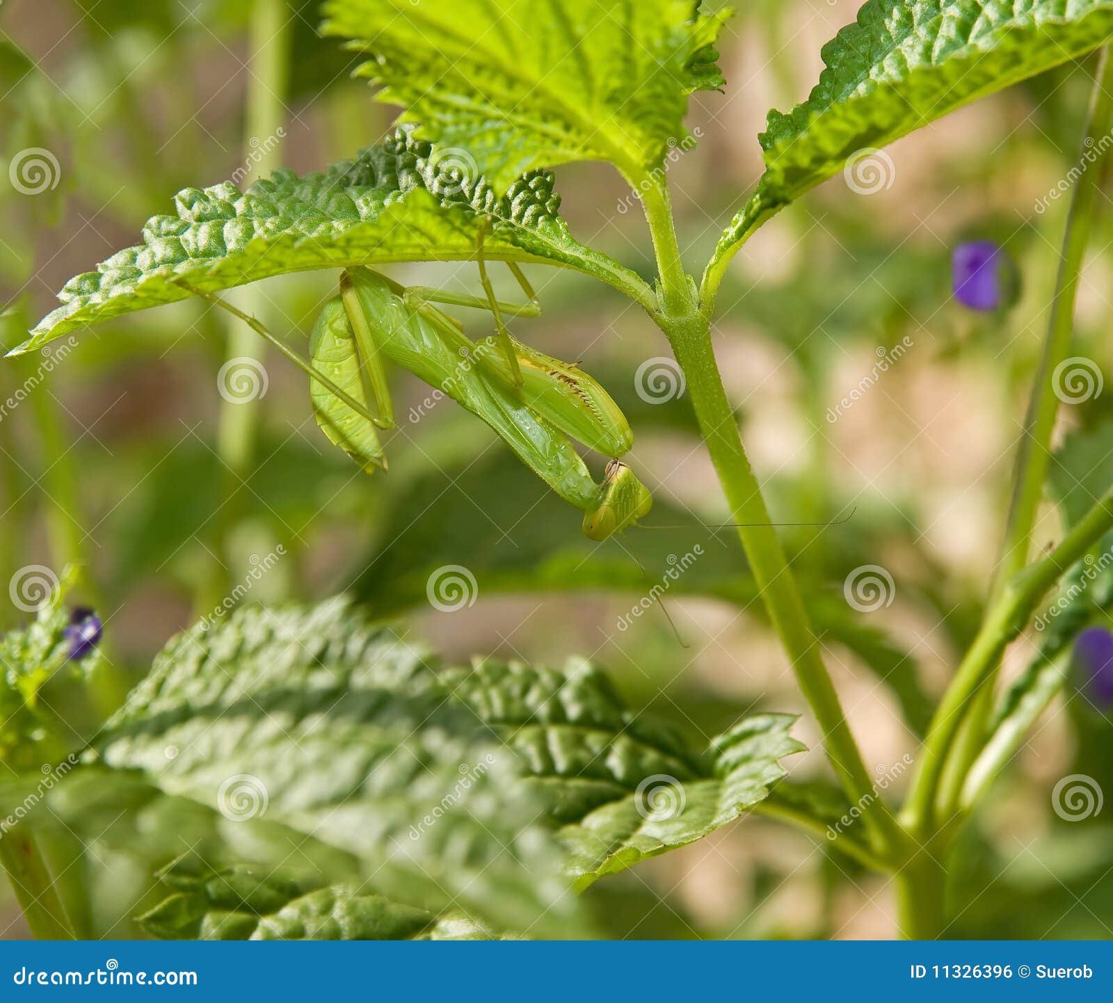 Common Green Mantis stock photo. Image of mantis, garden - 11326396