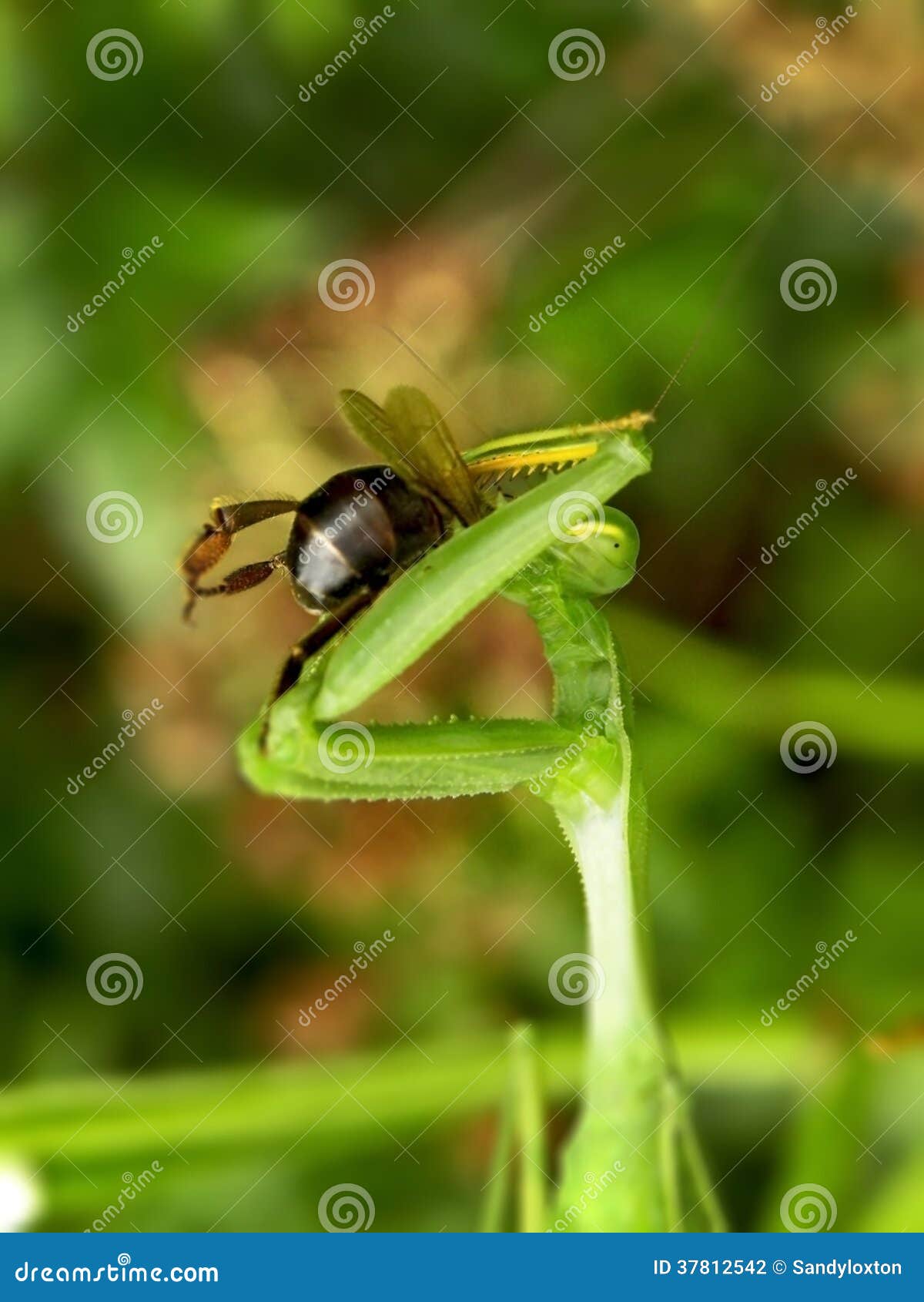 Common Green Prey Mantis 2 stock photo. Image of common - 37812542