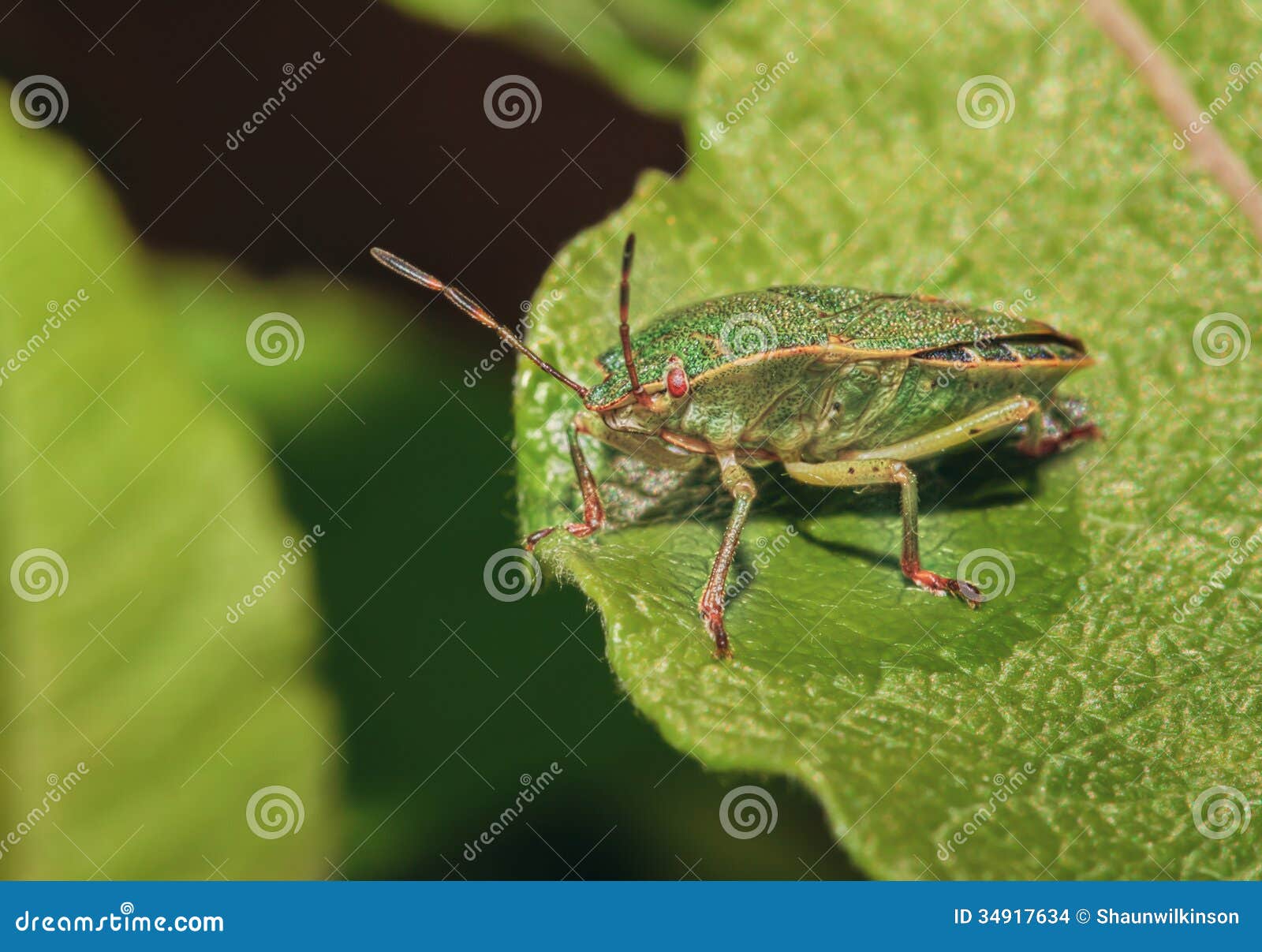 Common green shield bug stock photo. Image of england - 34917634
