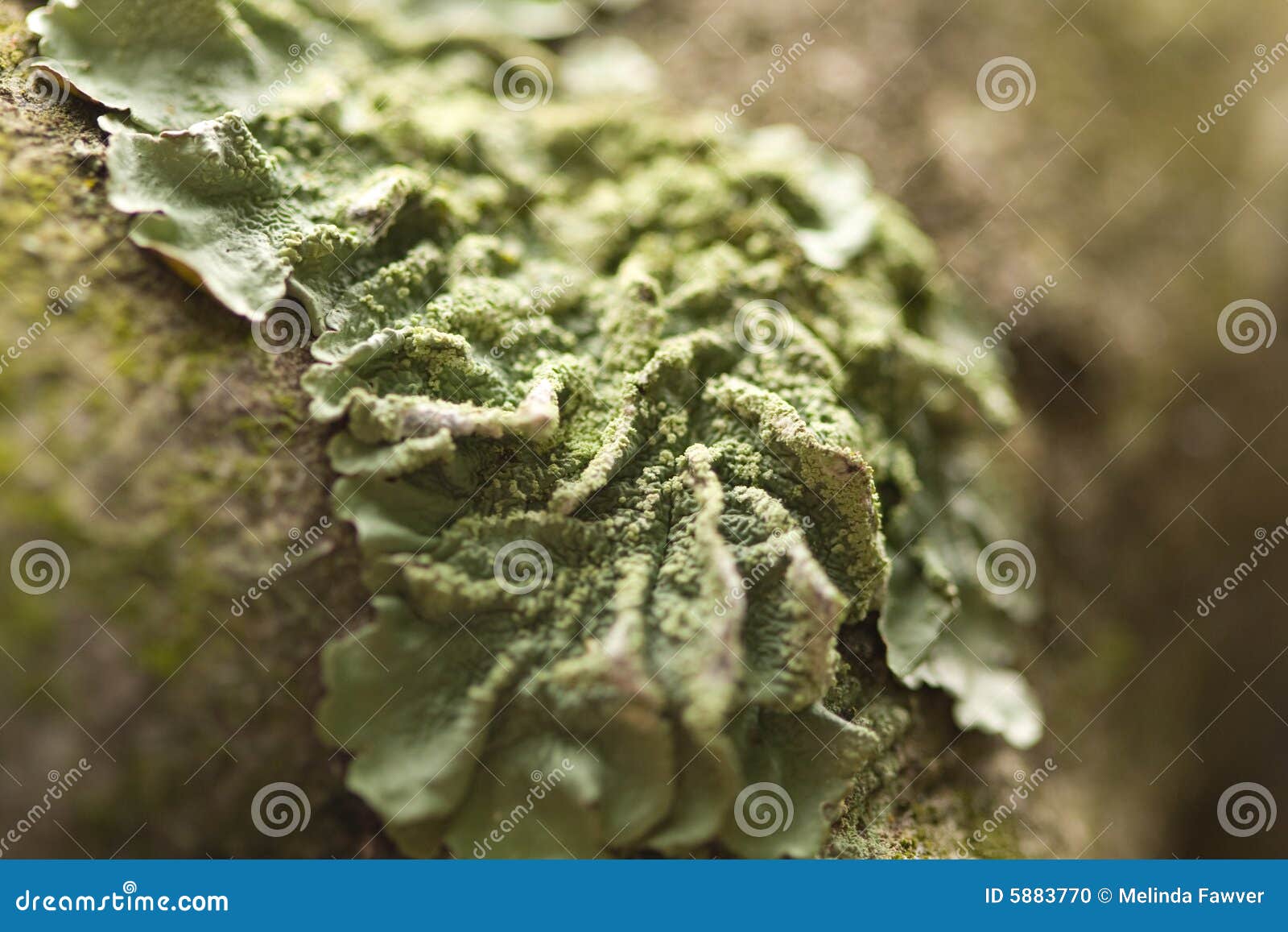 Common Green Shield Lichen stock photo. Image of shield - 5883770