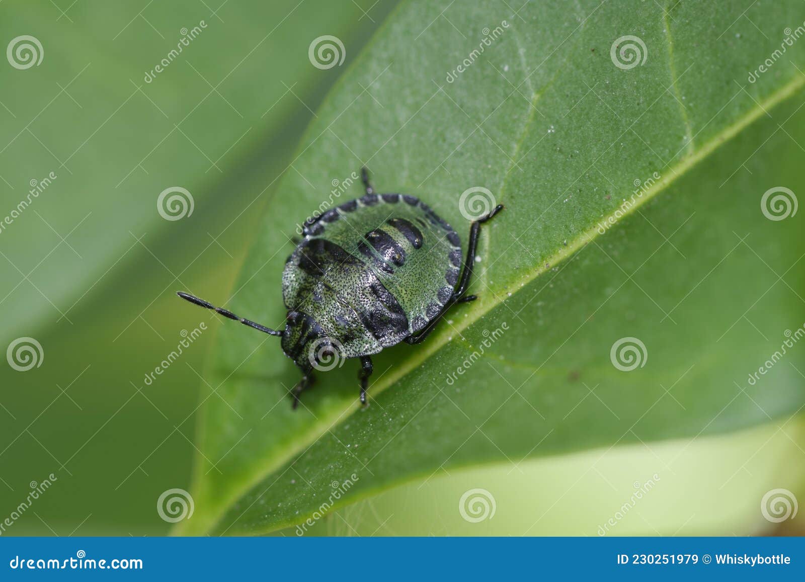 Common Green Shieldbug stock image. Image of insect - 230251979