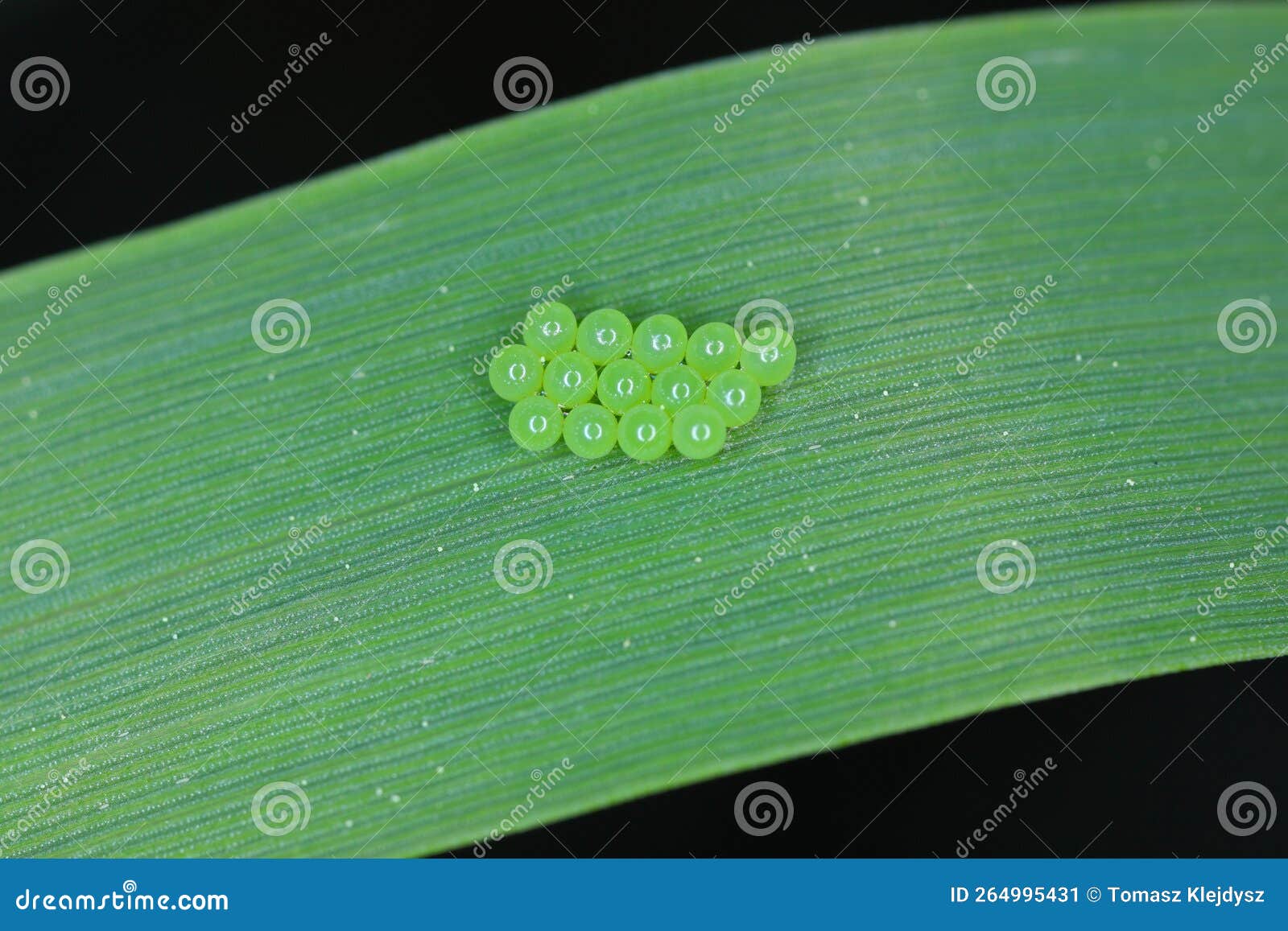 Common Green Shieldbug Eggs (Palomena Prasina). Stock Image - Image of ...
