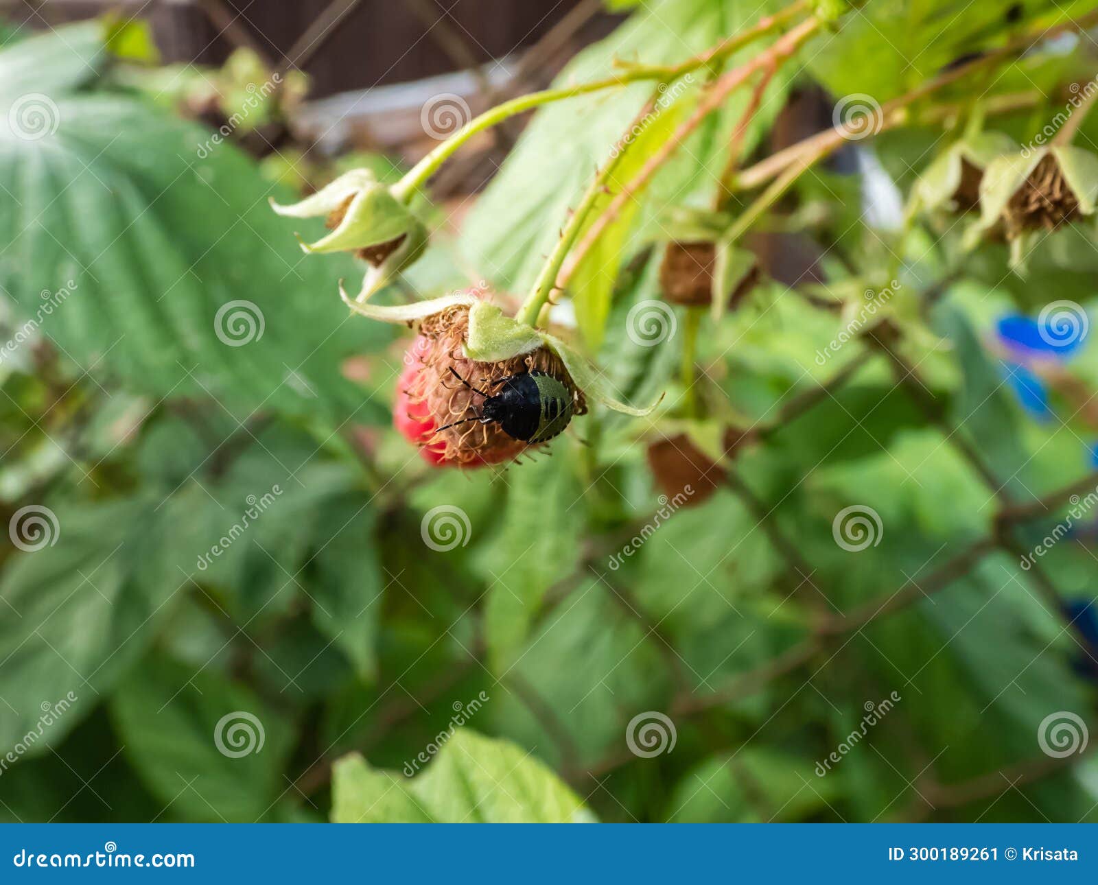 Developmental Stage - Pupa, A Beetle Of The Family Buprestidae (jewel ...