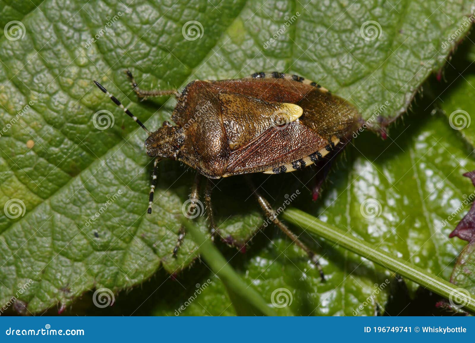 Common Green Shieldbug stock image. Image of britain - 196749741
