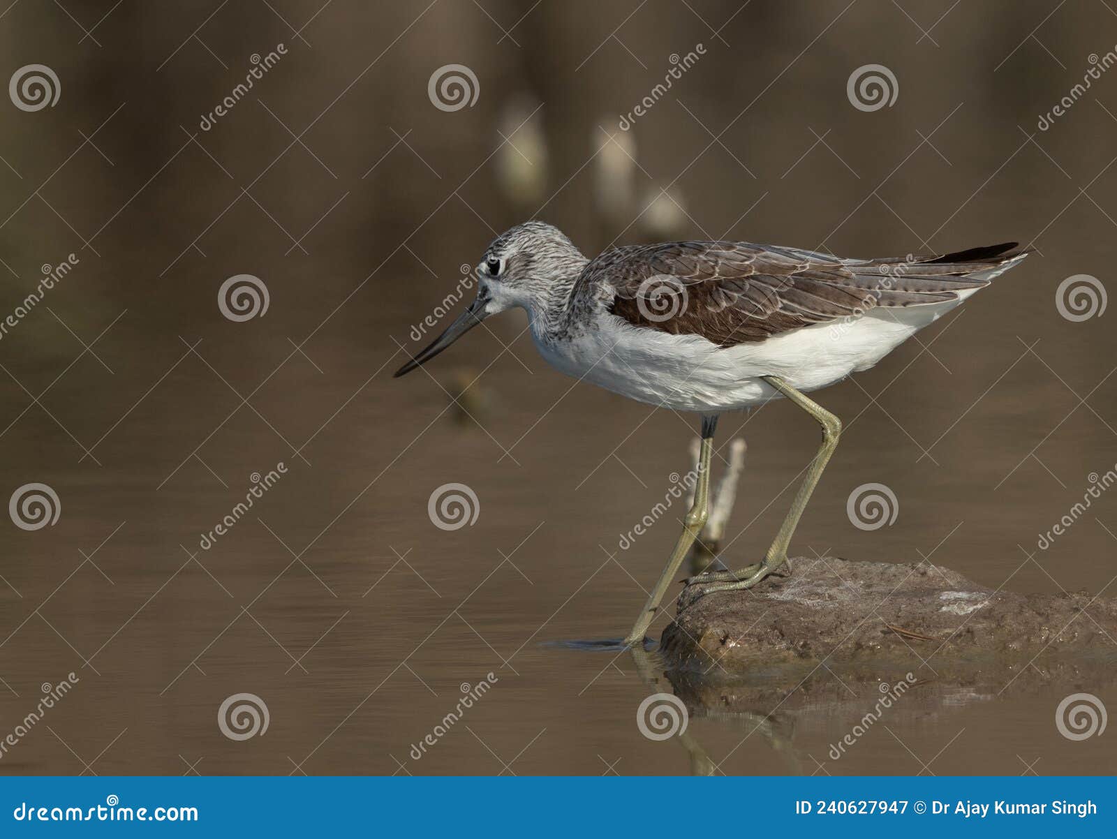 Common Greenshank Feeding at Asker Marsh, Bahrain Stock Image - Image ...
