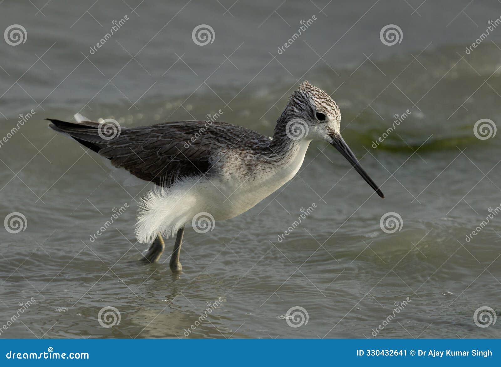 Common Greenshank Feeding at Eker Creek Stock Image - Image of bird ...
