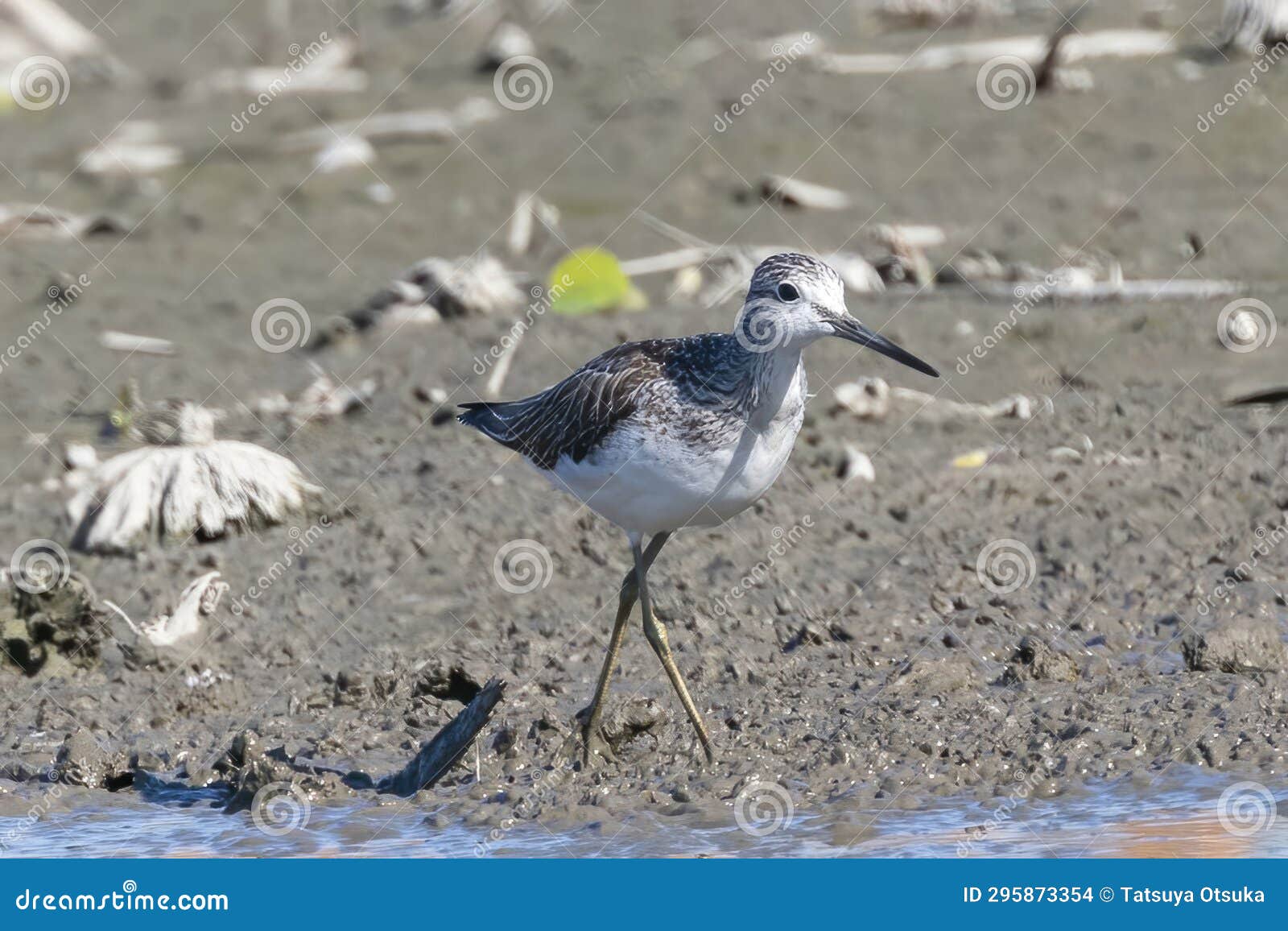 Common Greenshank in a Mud Lotus Root Field Stock Photo - Image of root ...
