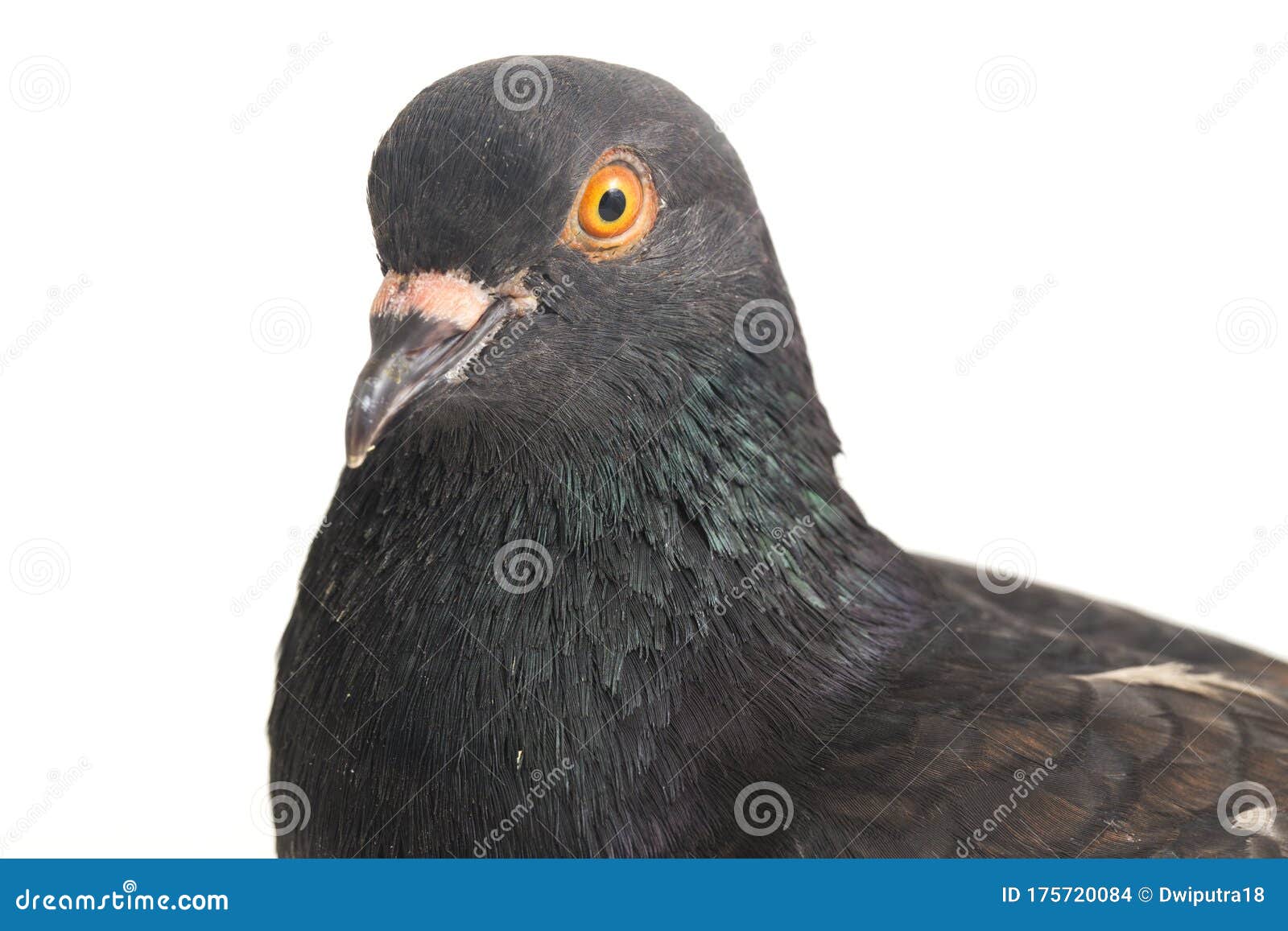 Black Dove Bird Images