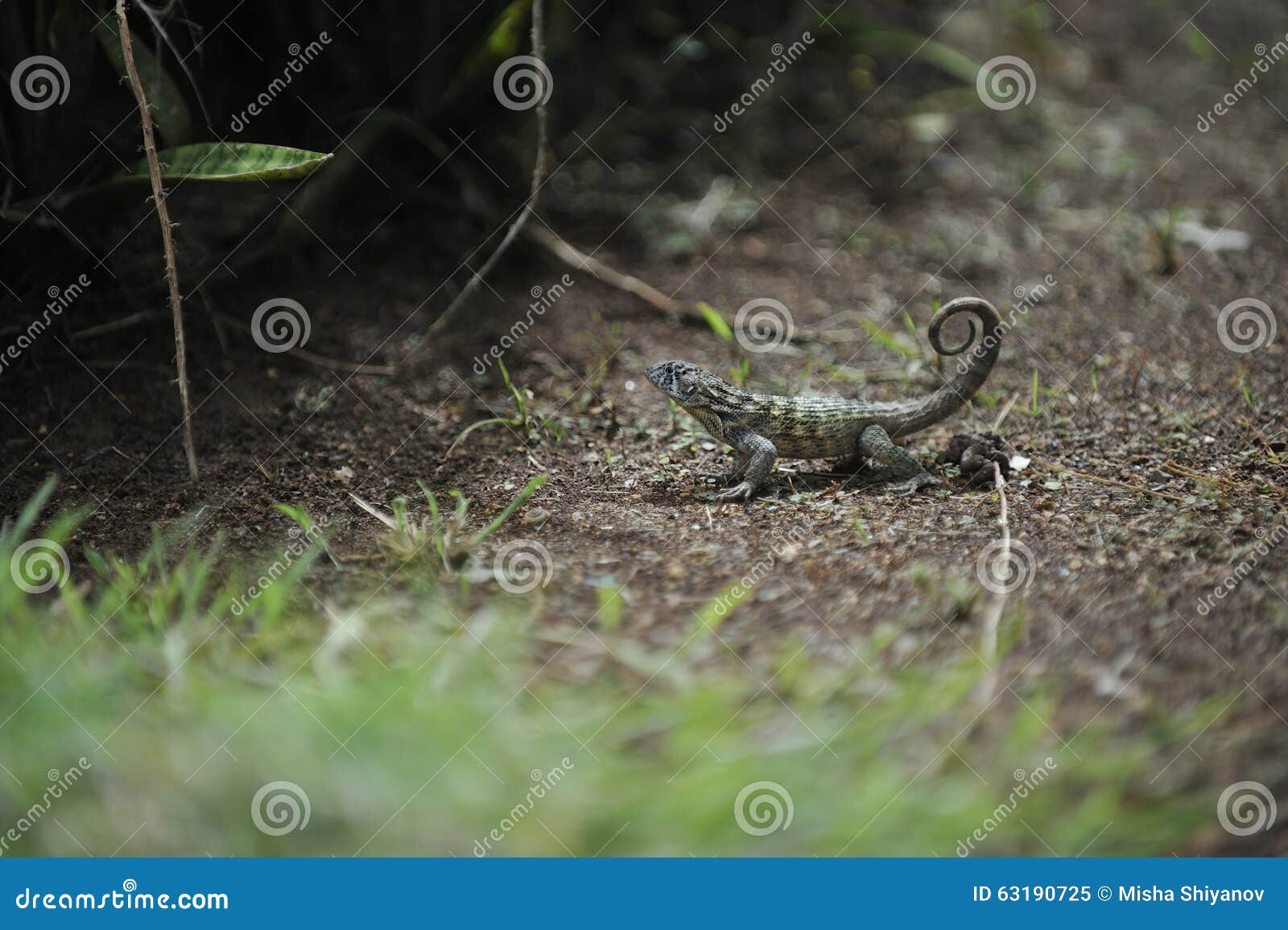 Common grey lizard. stock image. Image of natural, green - 63190725