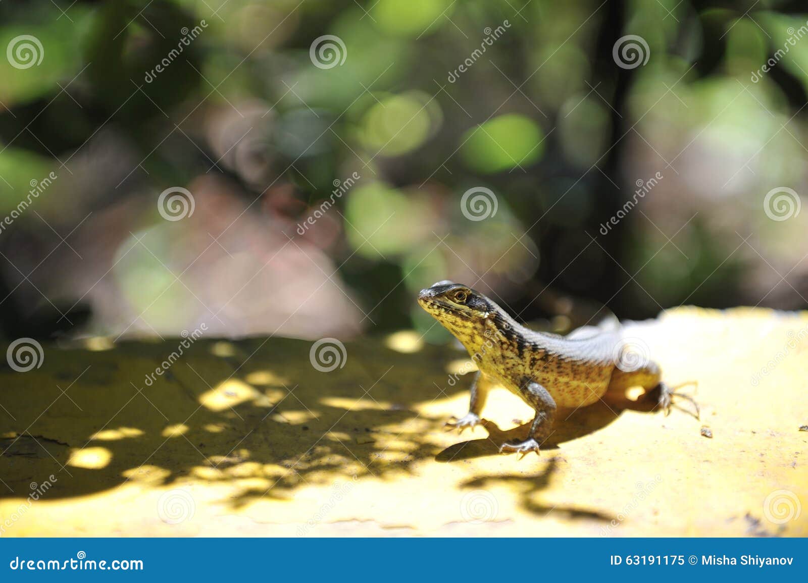 Common grey lizard. stock image. Image of rock, green - 63191175