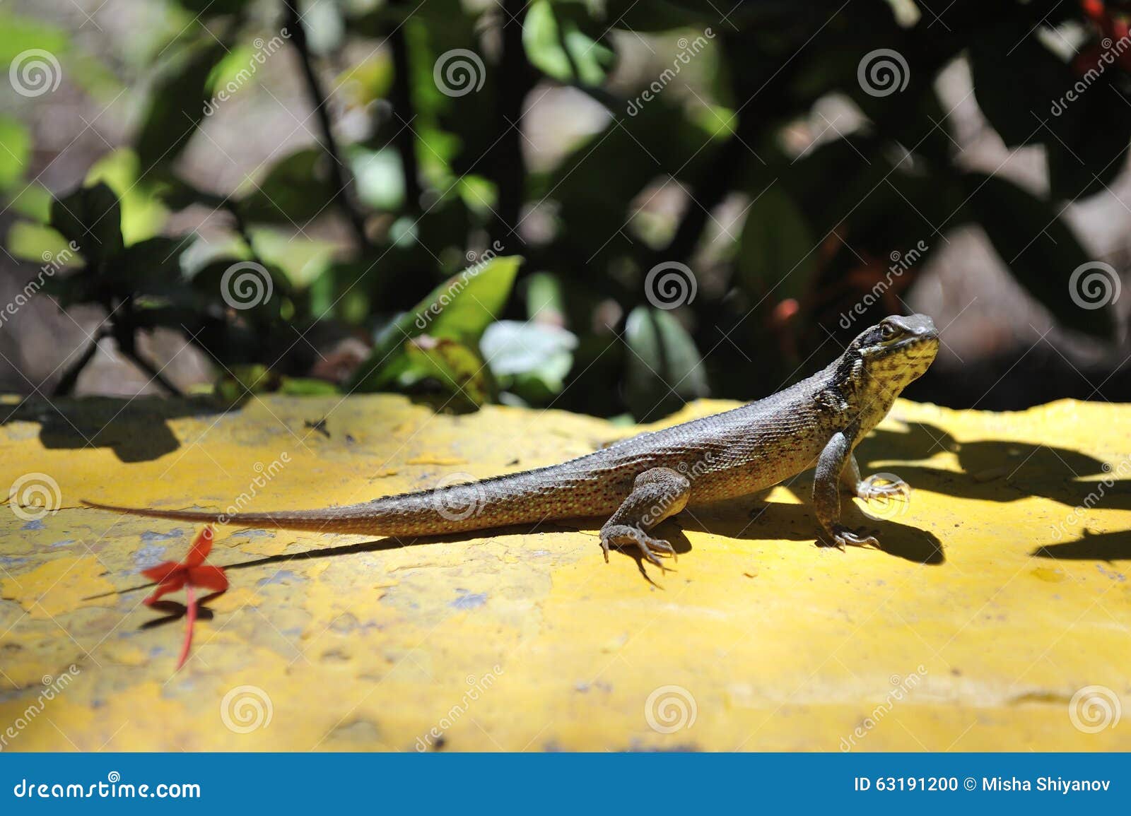 Common grey lizard. stock photo. Image of animal, common - 63191200