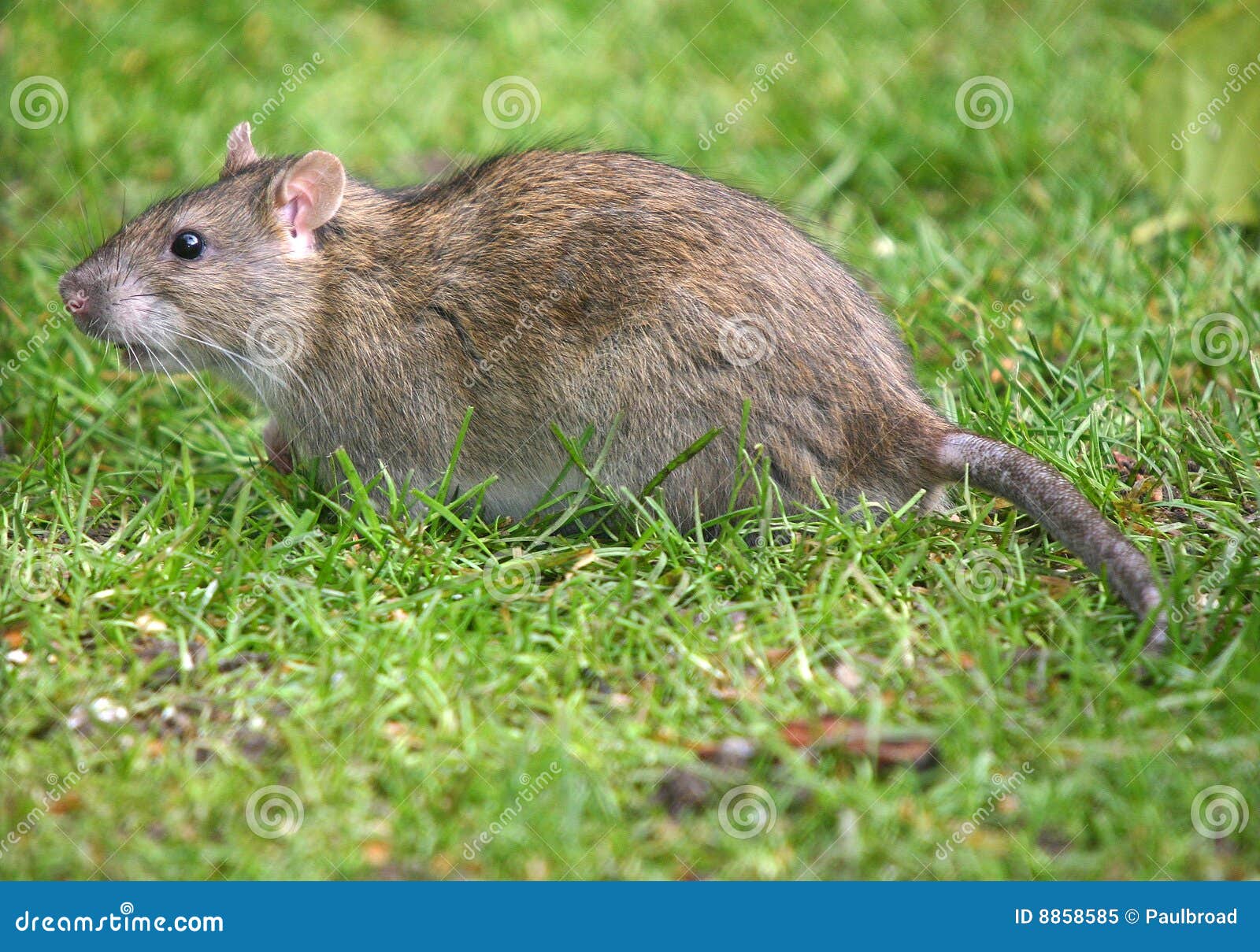 Common grey Rat. stock image. Image of grey, kill, rodent - 8858585