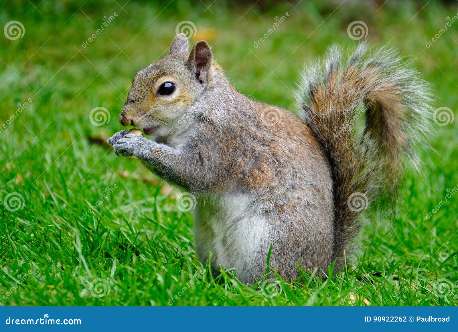 Common Grey Squirrel. stock photo. Image of america, prodigious - 90922262